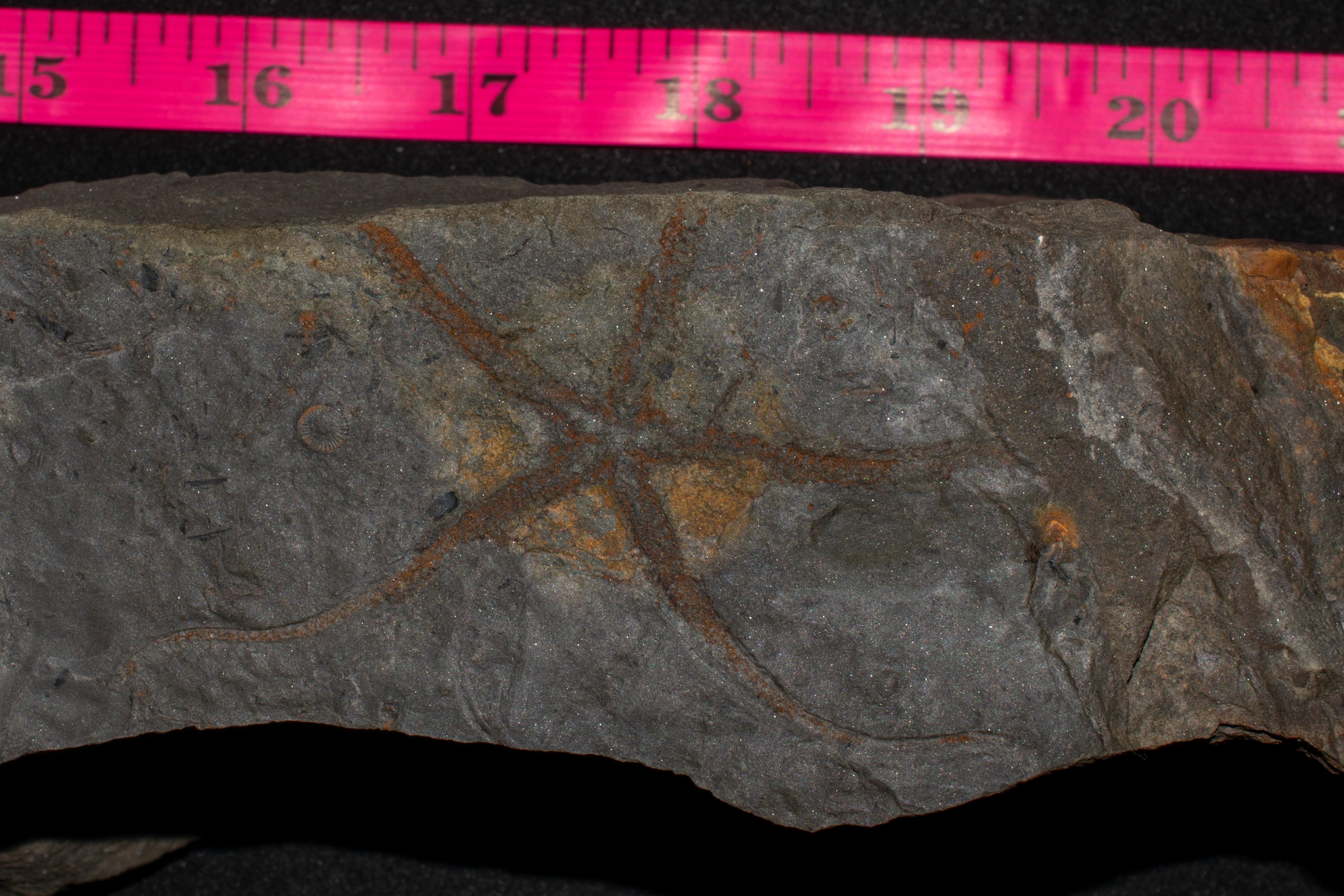 Devonian starfish from WV - Fossil ID - The Fossil Forum