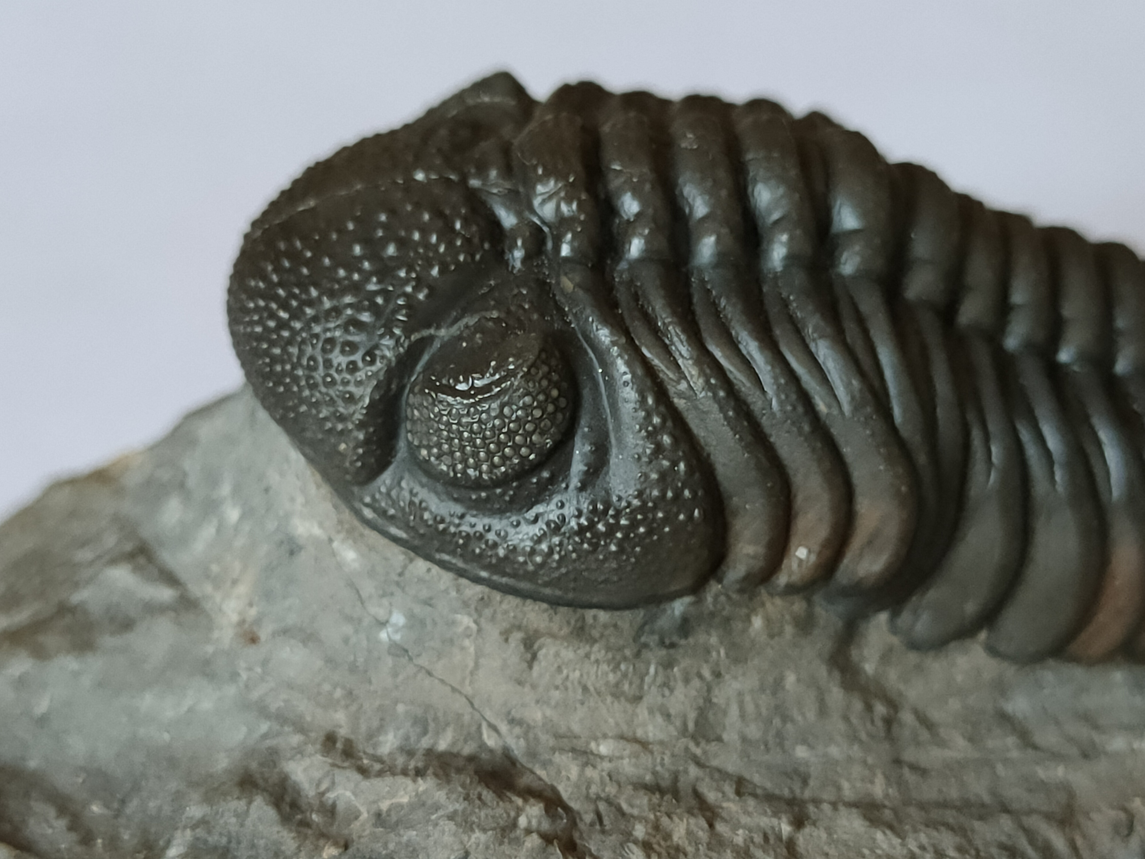 My trilobite collection - Member Collections - The Fossil Forum
