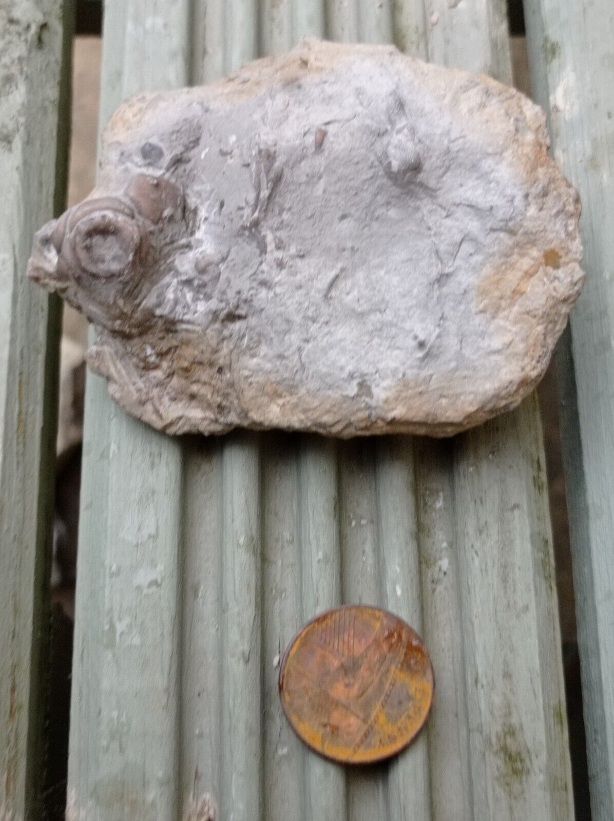 Dudley UK Crinoids ID - Fossil ID - The Fossil Forum