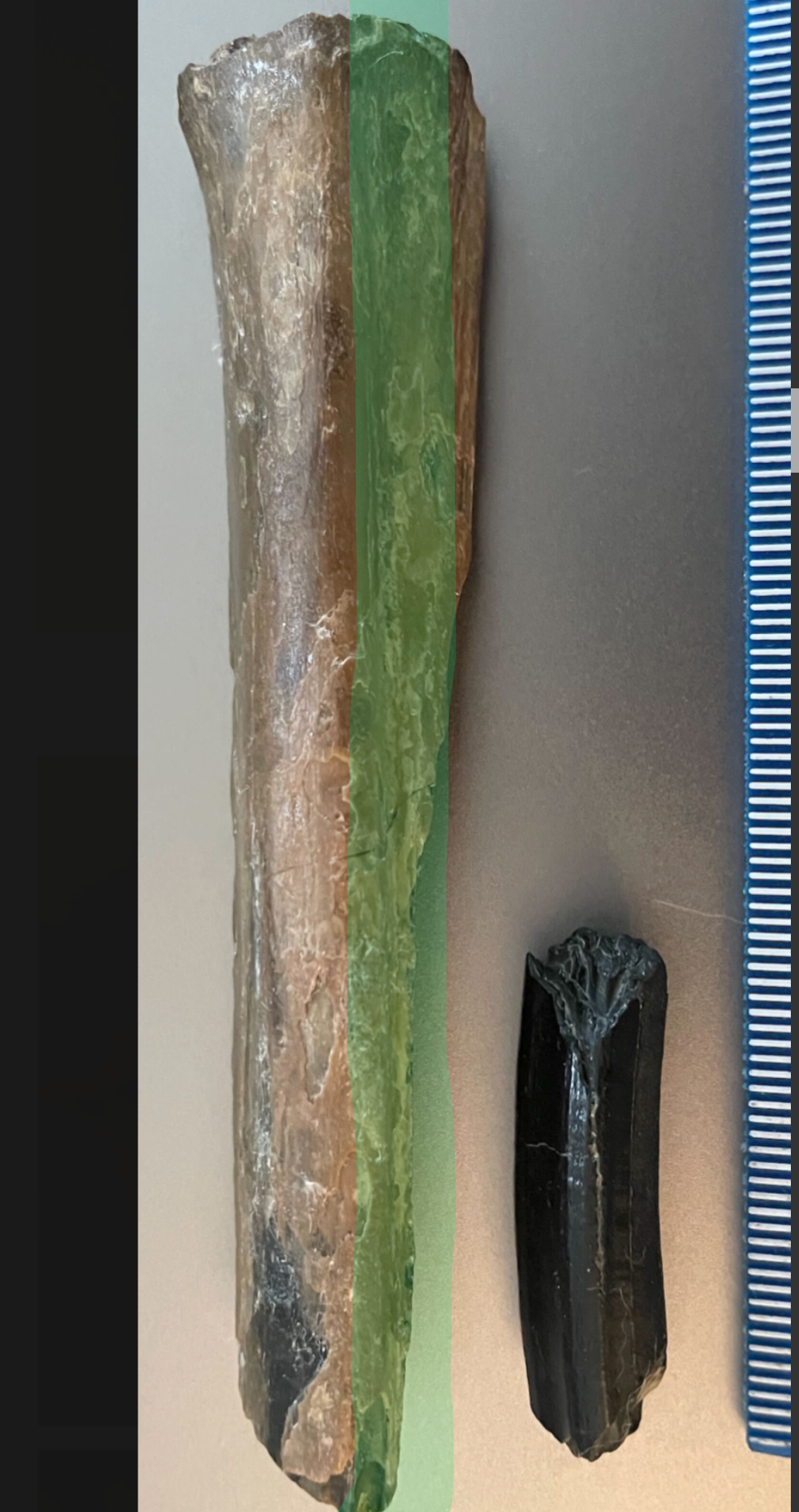 hollow bone & possible ground sloth tooth? - Fossil ID - The Fossil Forum