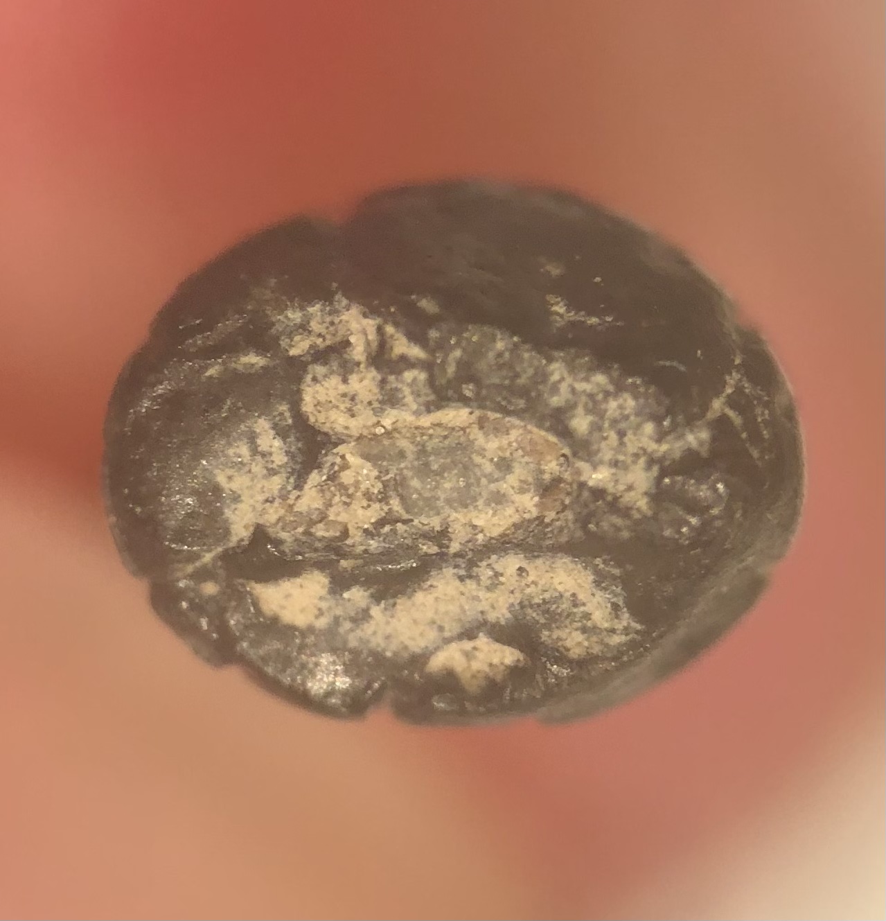 More Aurora NC Micro fossils for ID - Fossil ID - The Fossil Forum