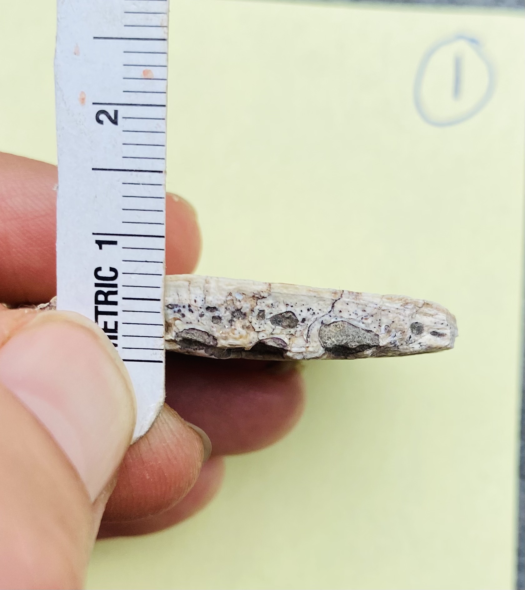 Turtle shells? - Fossil ID - The Fossil Forum