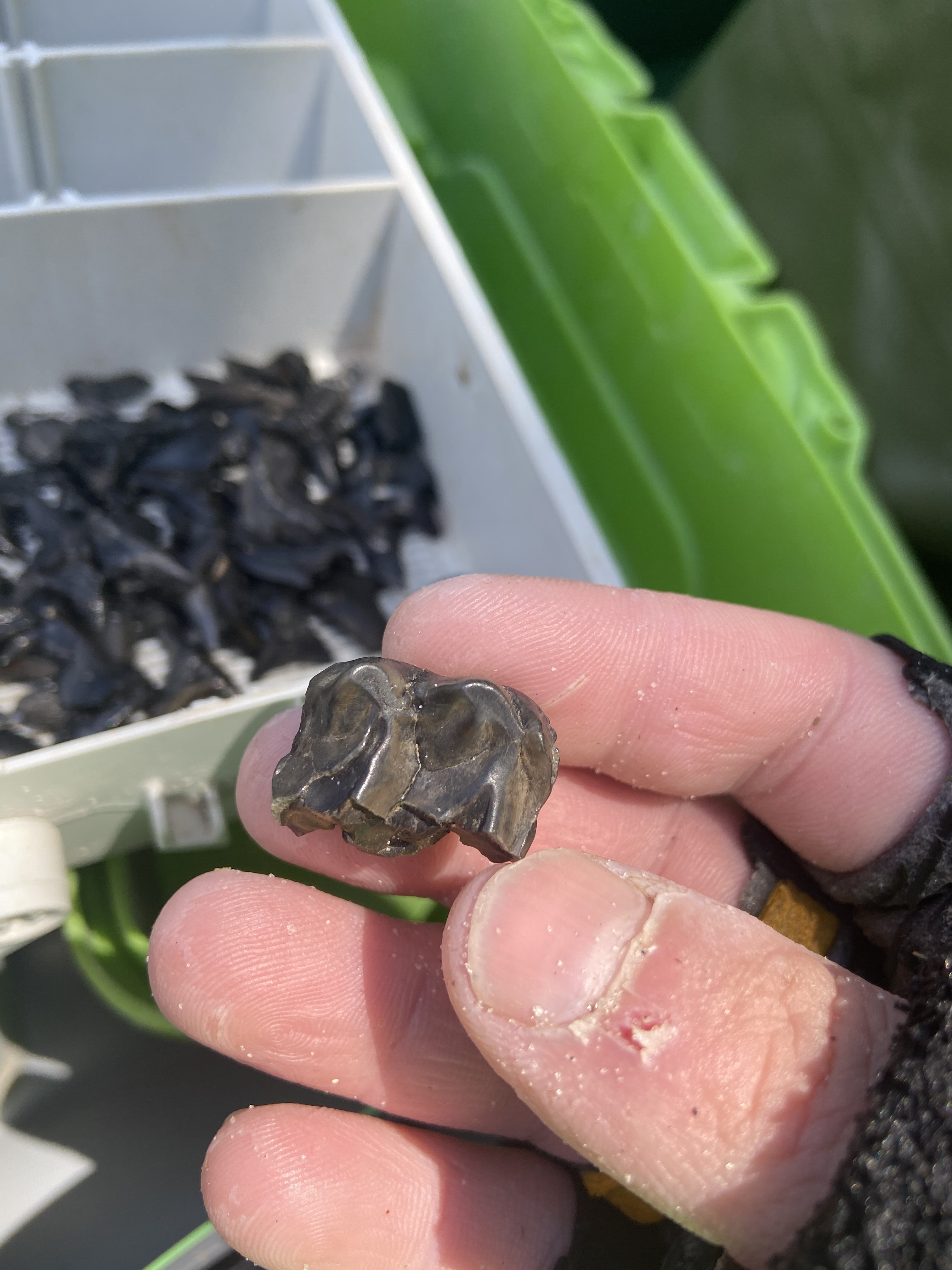 Peace River, Florida - 2 teeth and the worlds smallest Meg? - Fossil ID ...