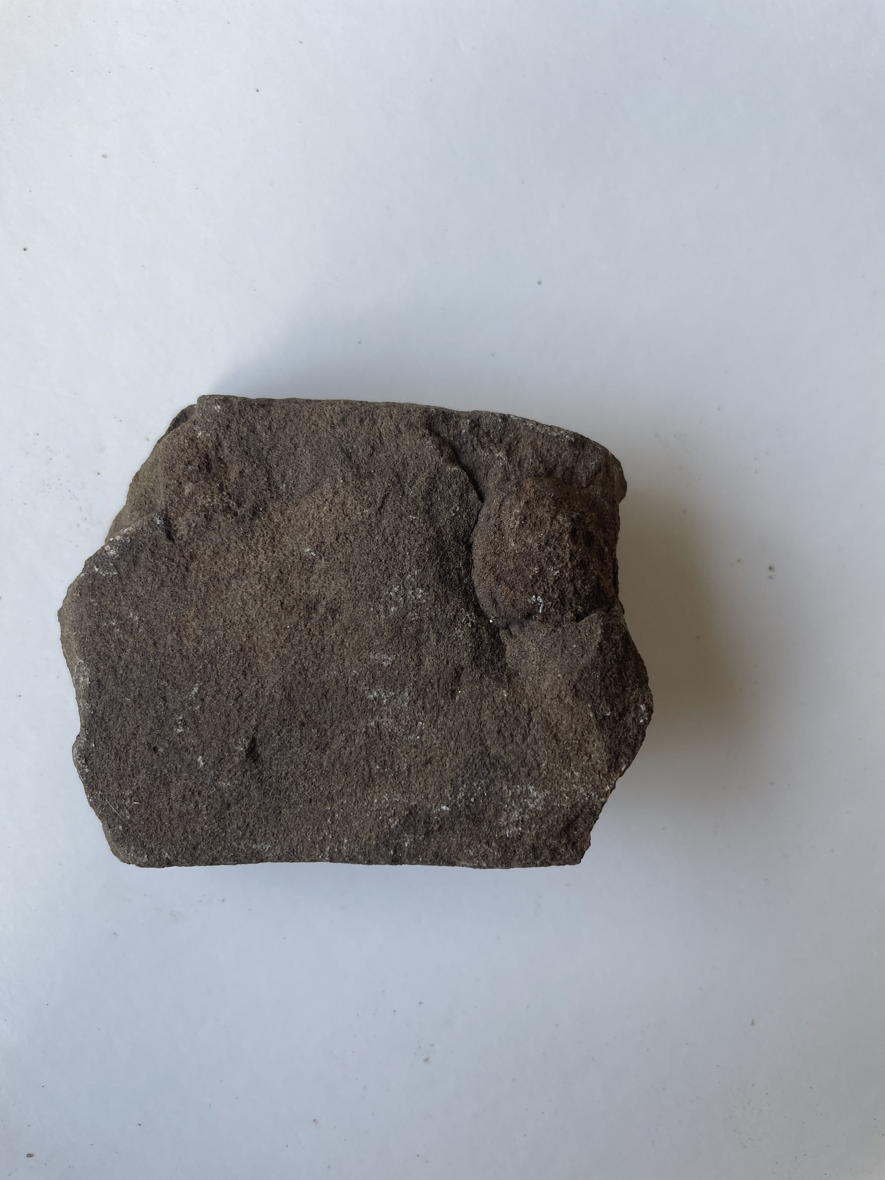 Fossil shell imprints? - Fossil ID - The Fossil Forum