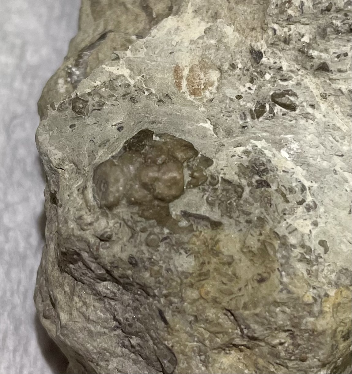 Another Dudley, UK crinoid - Fossil ID - The Fossil Forum