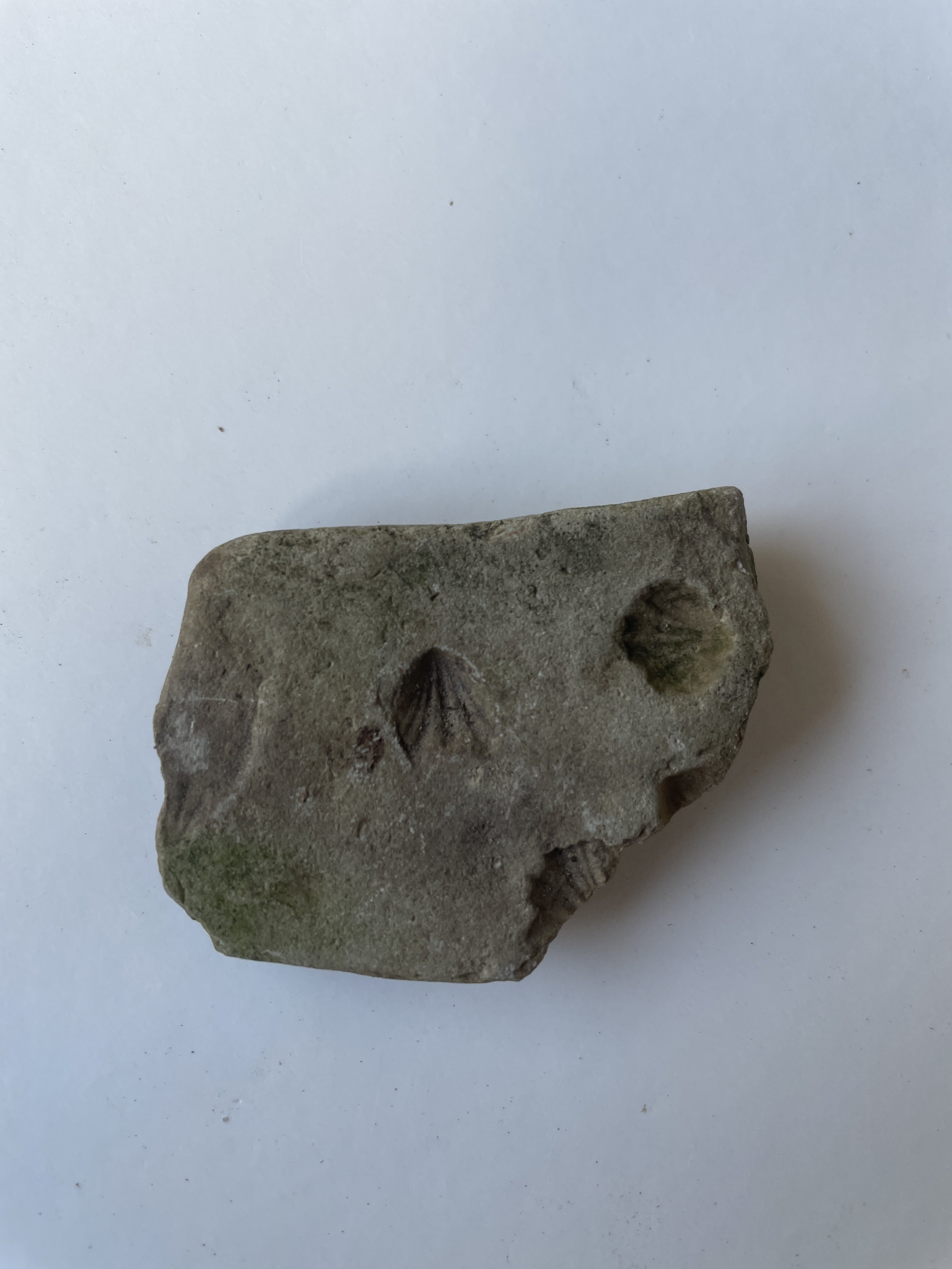 Fossil shell imprints? - Fossil ID - The Fossil Forum