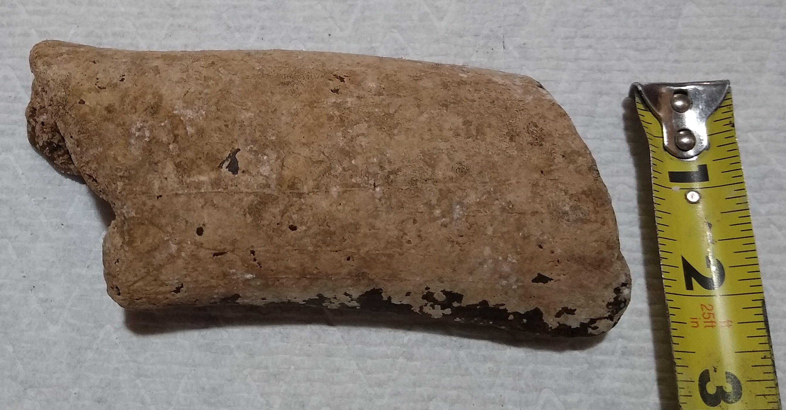 hollow bone & possible ground sloth tooth? - Fossil ID - The Fossil Forum