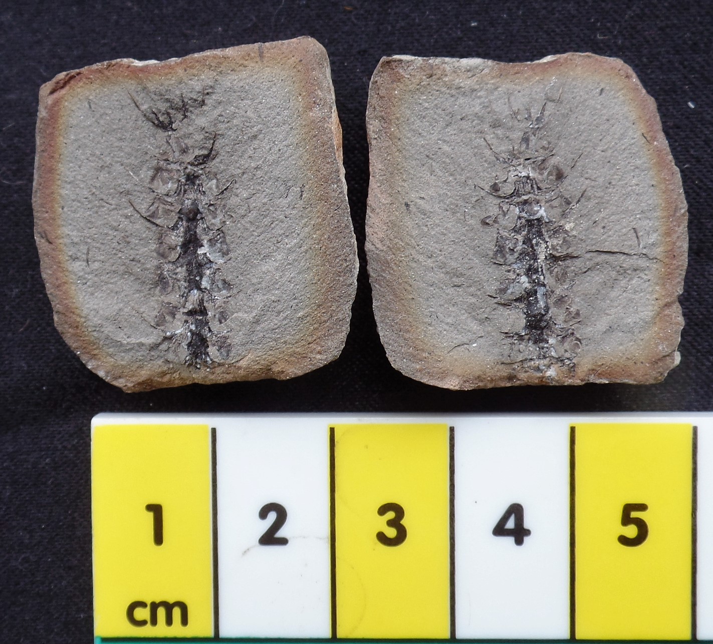 British Coal Measures - Fossil Hunting Trips - The Fossil Forum