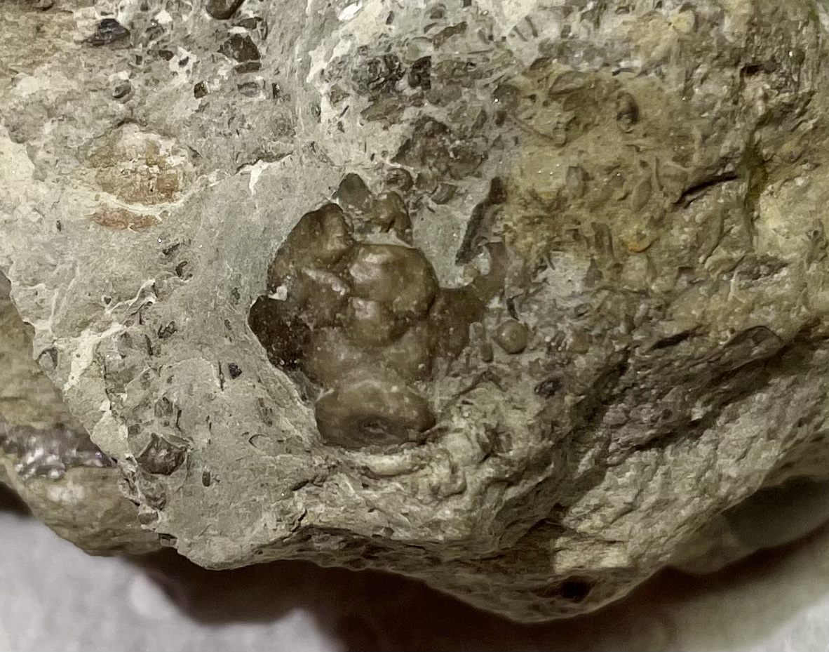 Another Dudley, UK crinoid - Fossil ID - The Fossil Forum