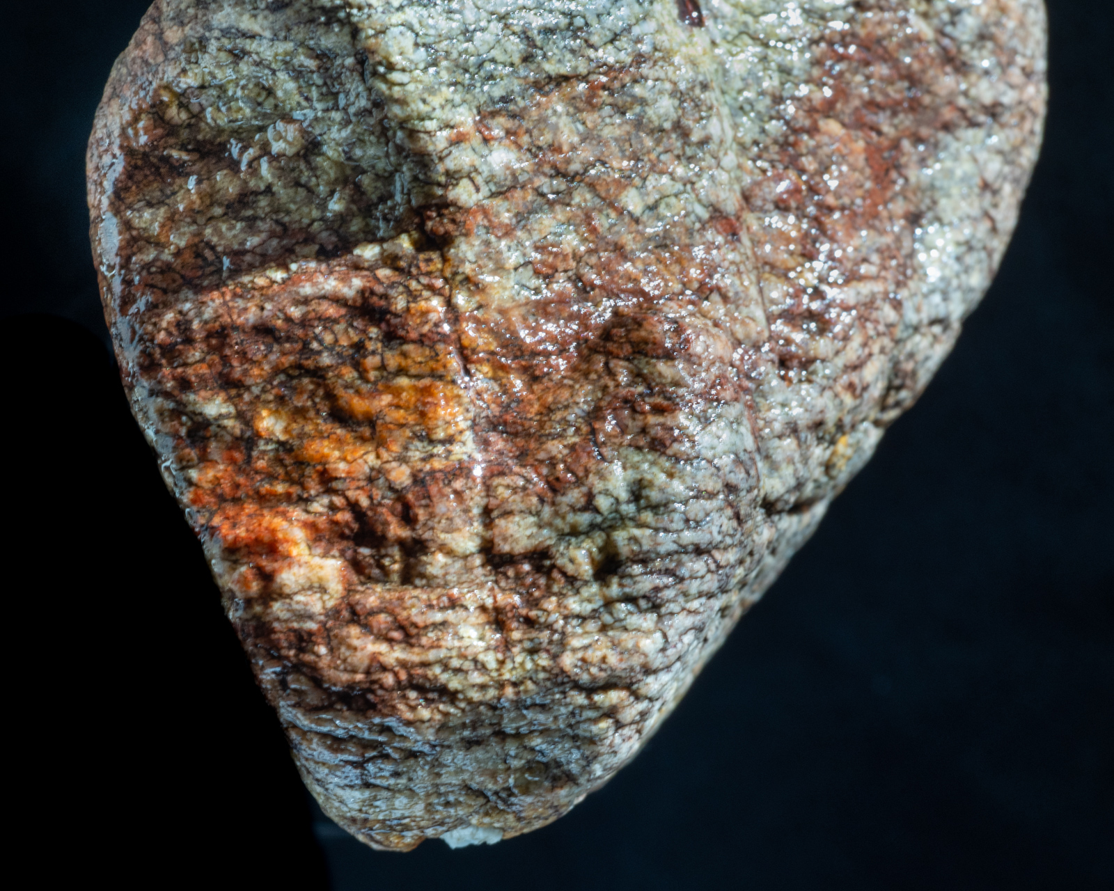 Bone? - Fossil ID - The Fossil Forum