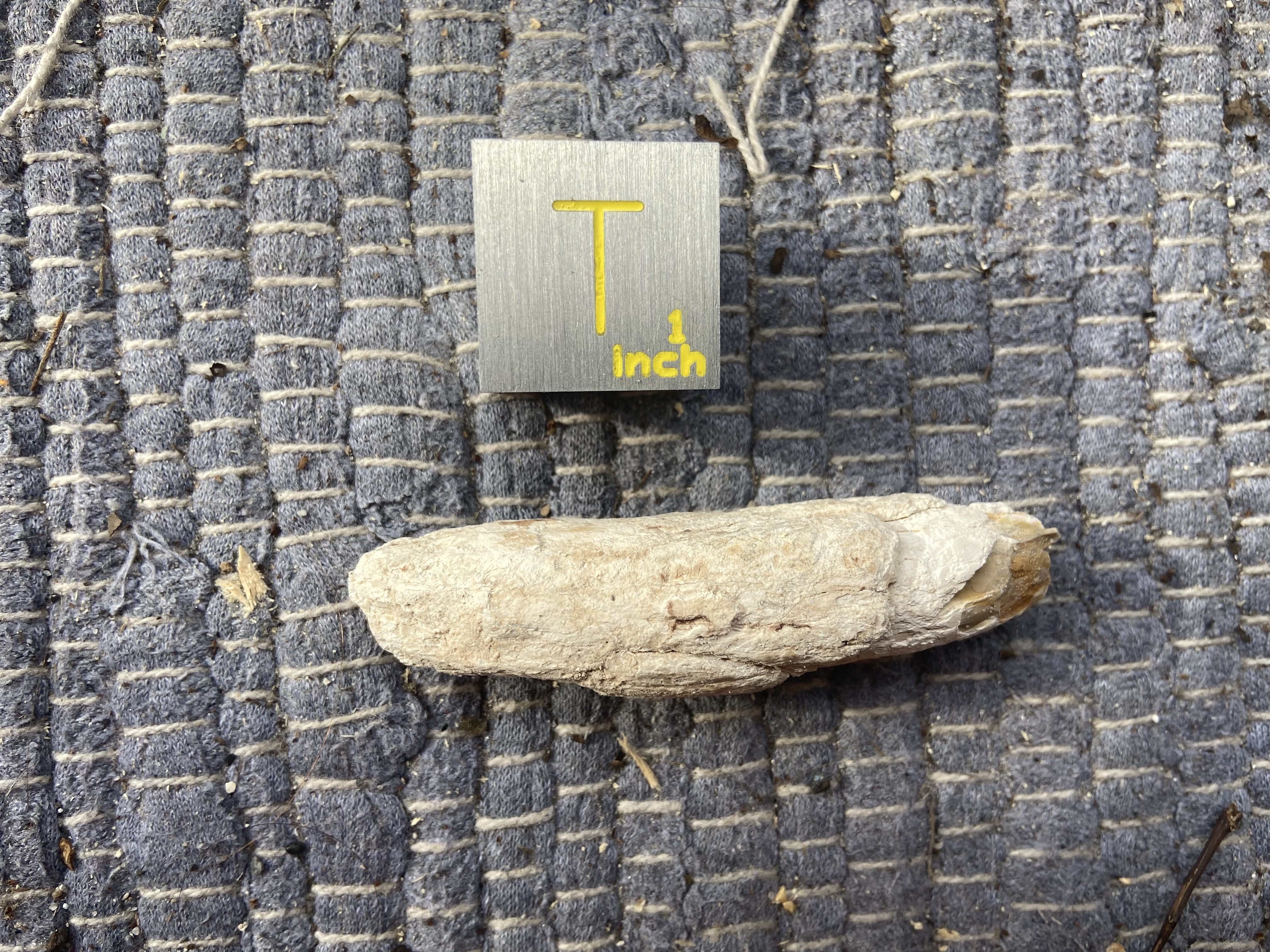 July 9th, 2022, Bone Valley Trip - Fossil Hunting Trips - The Fossil Forum
