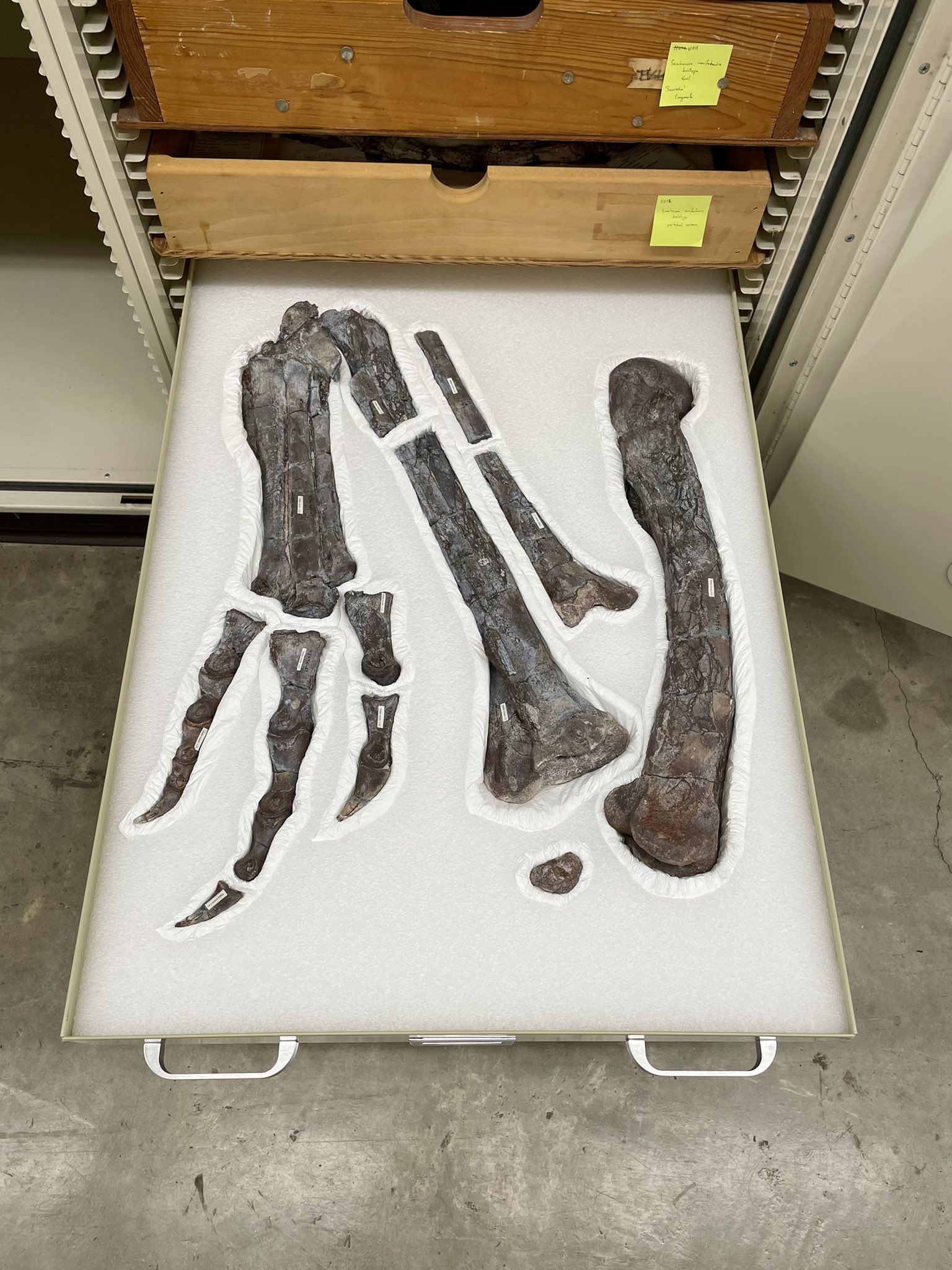 Storage of Dinosaur Bones - Questions & Answers - The Fossil Forum