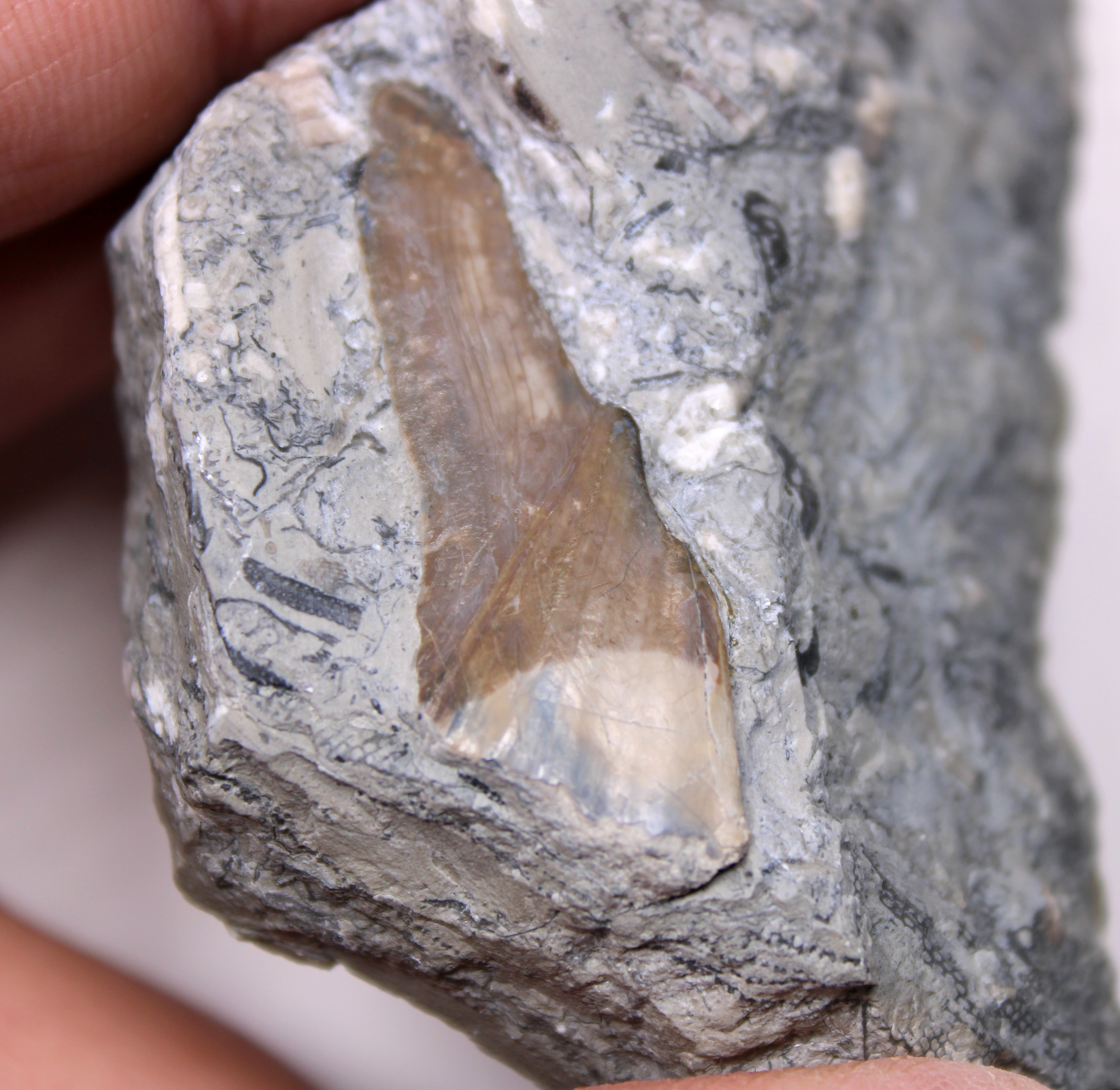 Placoderm bone from the Devonian of Iowa - Fossil ID - The Fossil Forum