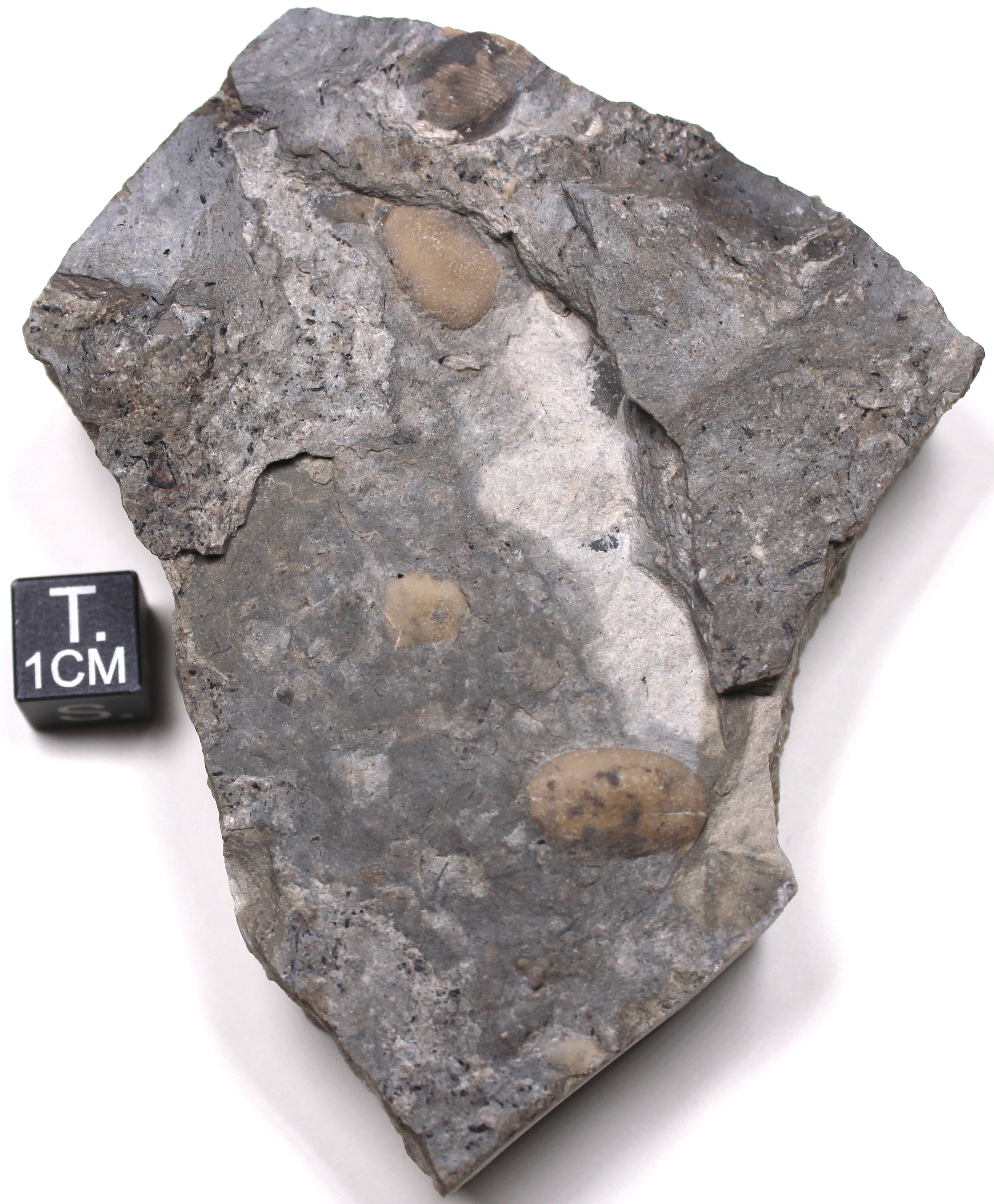 Wisconsin Ordovician Hunt - Fossil Hunting Trips - The Fossil Forum
