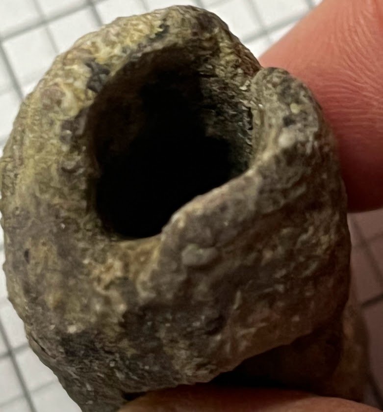 unknown possible coprolite from marine late cretaceous - Fossil ID ...