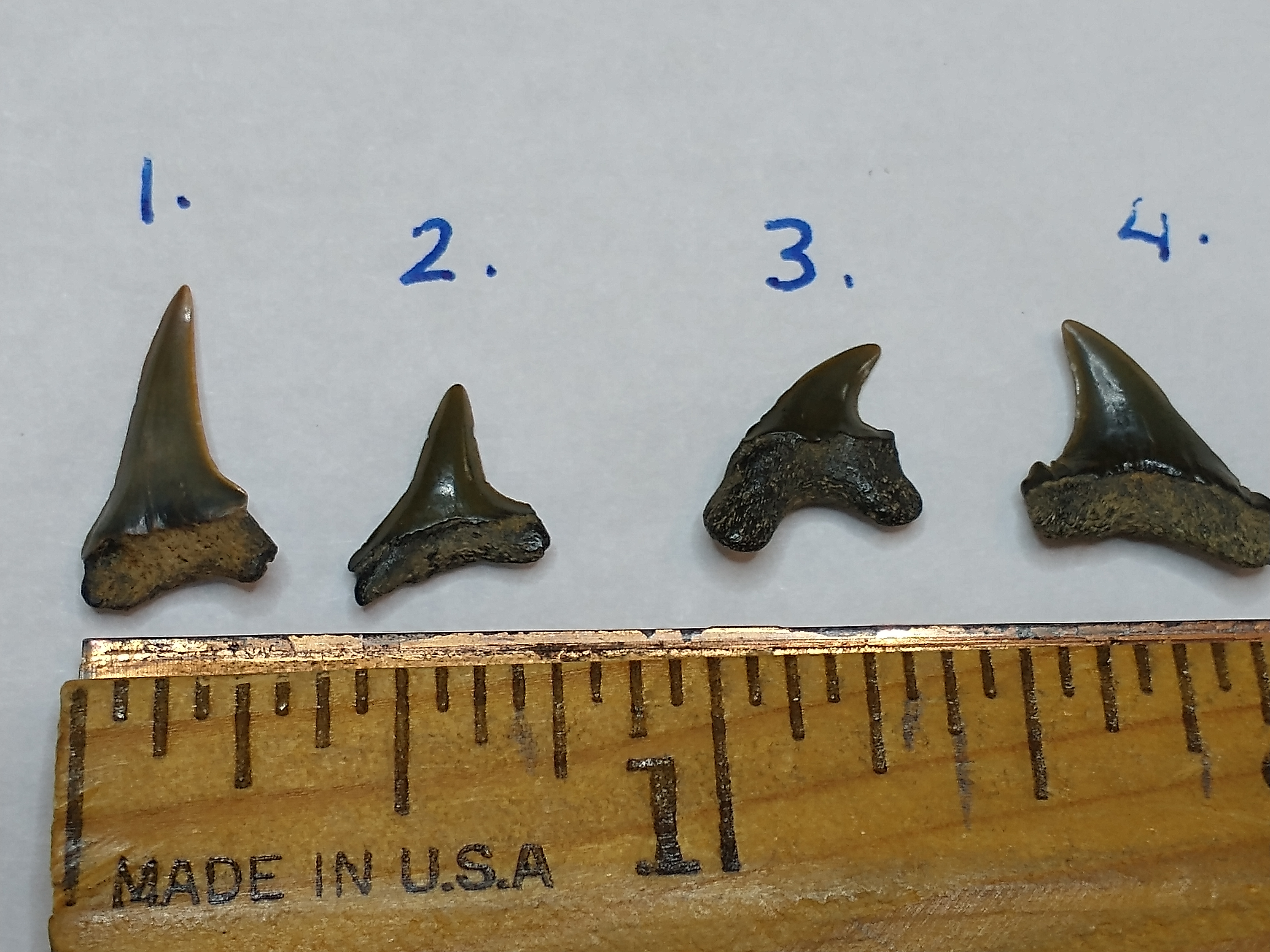 Shark tooth identification - Fossil ID - The Fossil Forum