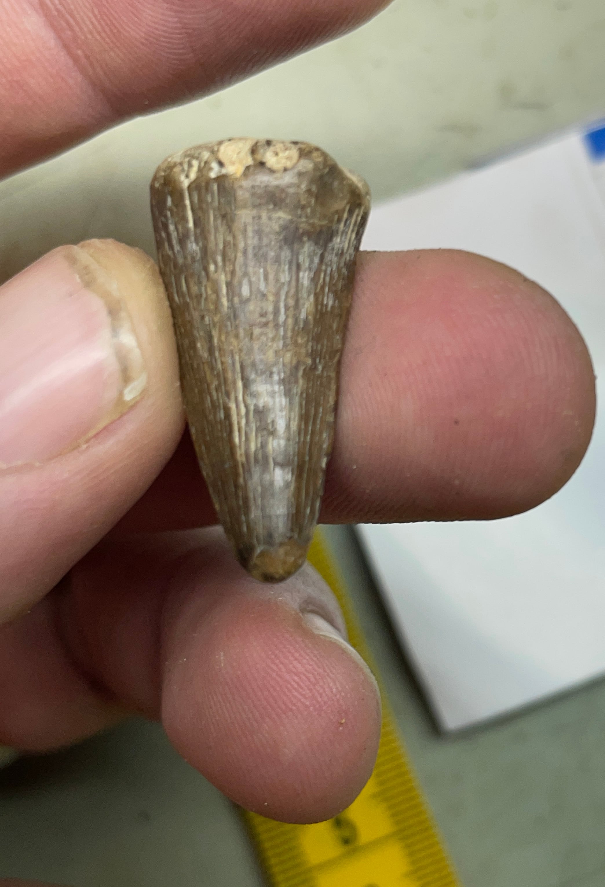 Platecarpus ptychodon?! Central Texas - Fossil ID - The Fossil Forum