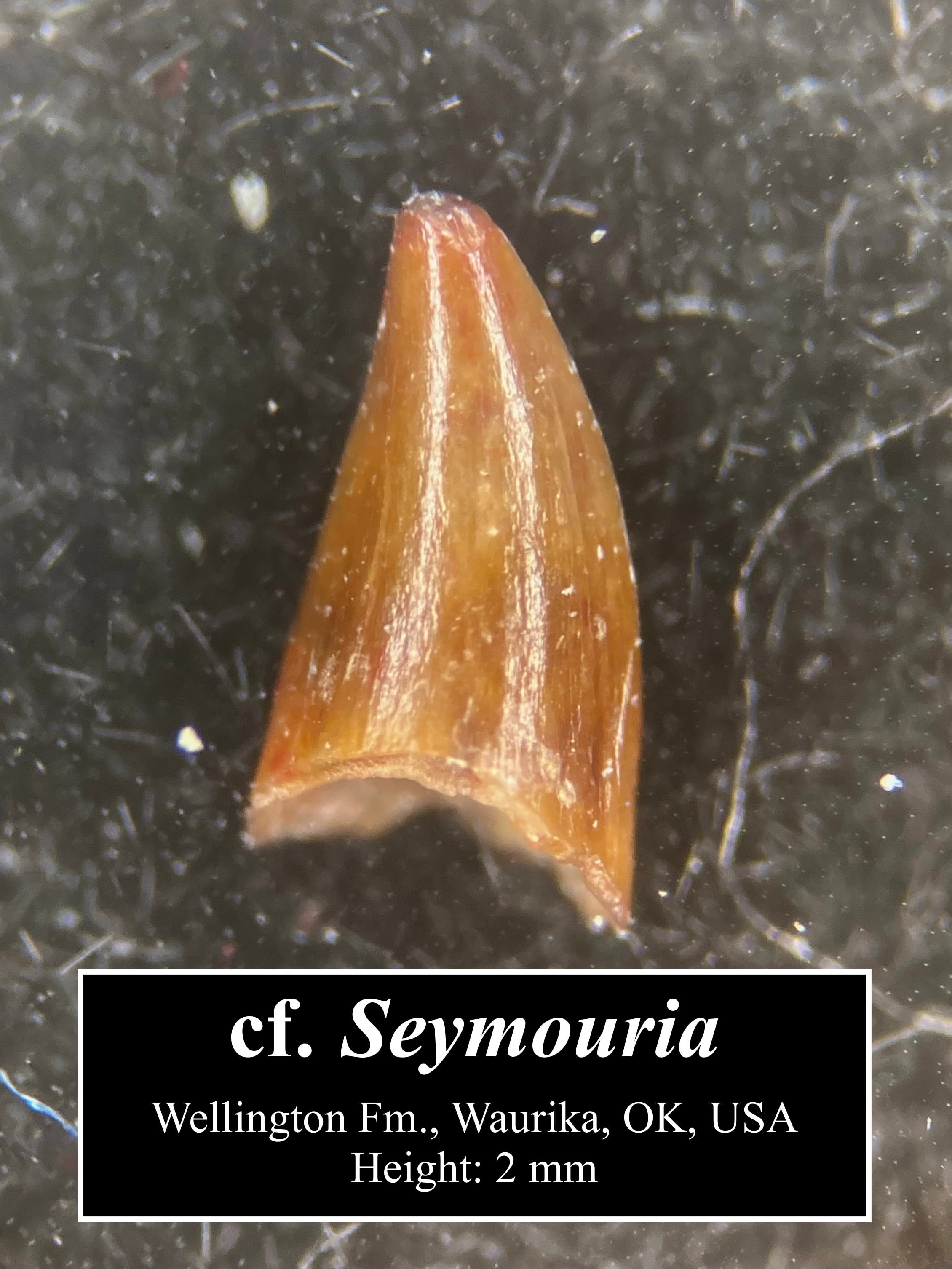 Permian reptile teeth? - Fossil ID - The Fossil Forum
