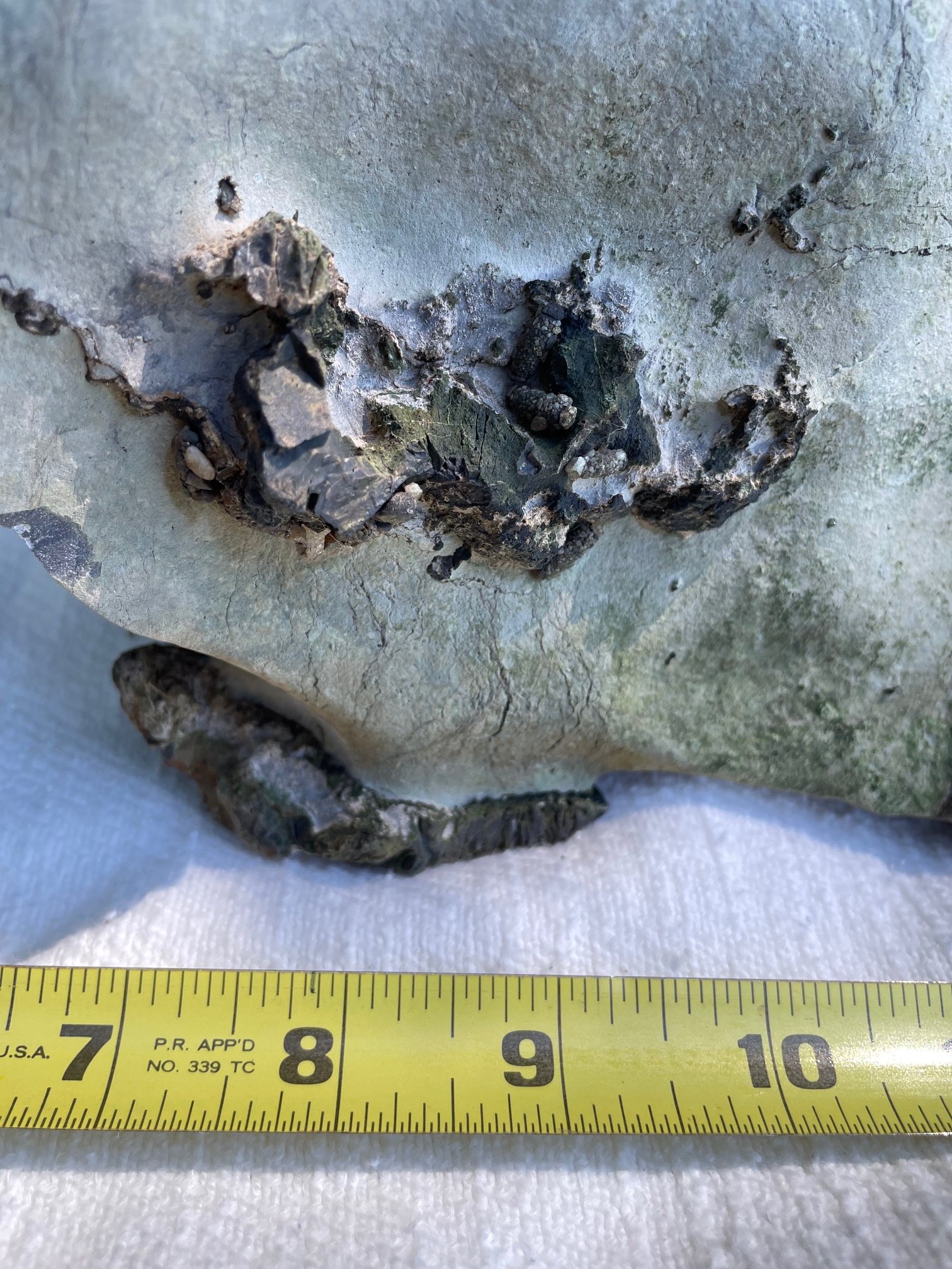 mudstone with iron? - Fossil ID - The Fossil Forum