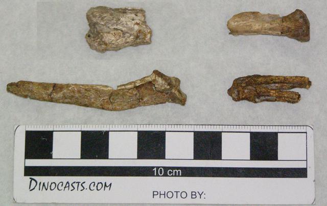 What's your favorite museum/famous specimen? - General Fossil ...