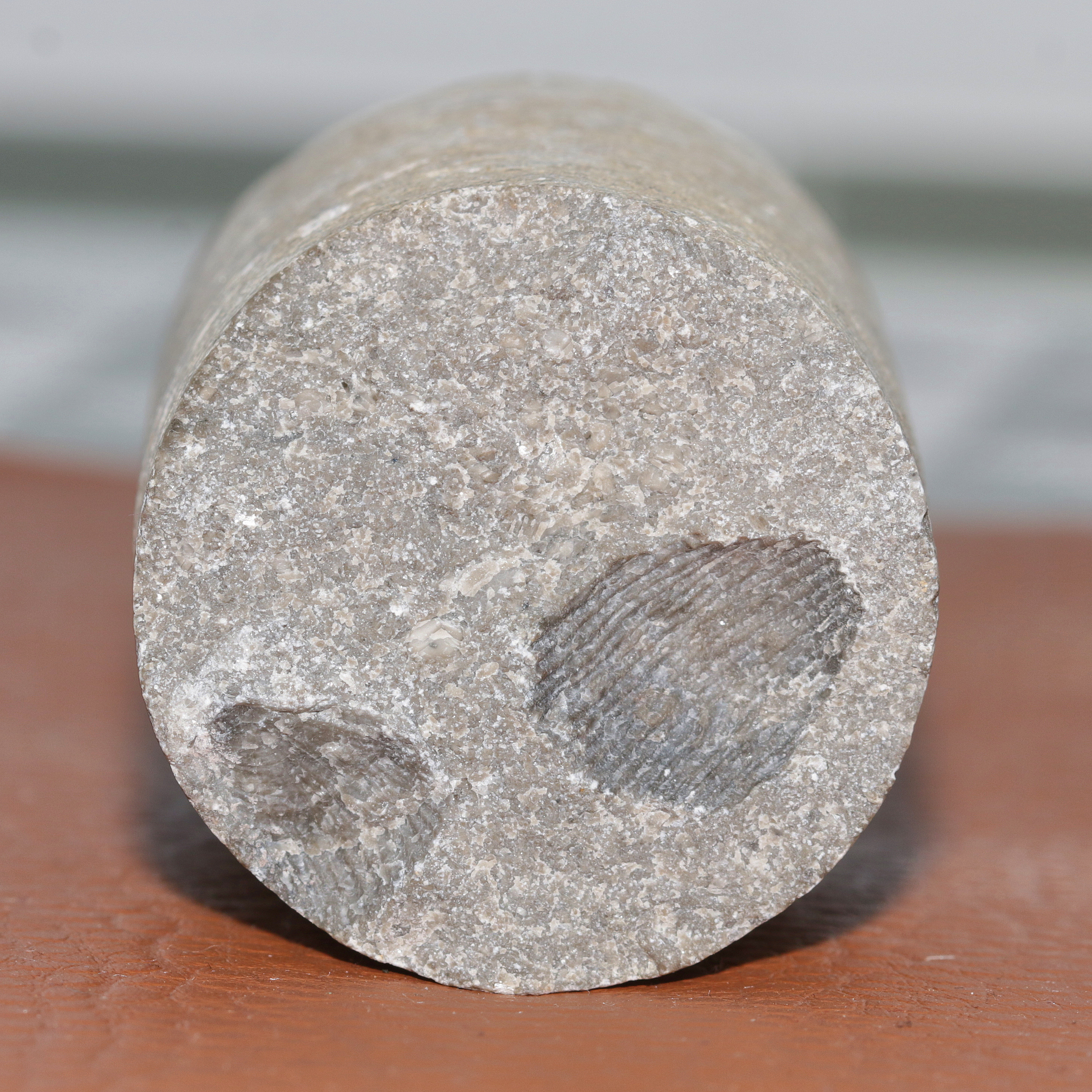 Perfectly cylindrical fossil or concrete? - Fossil ID - The Fossil Forum