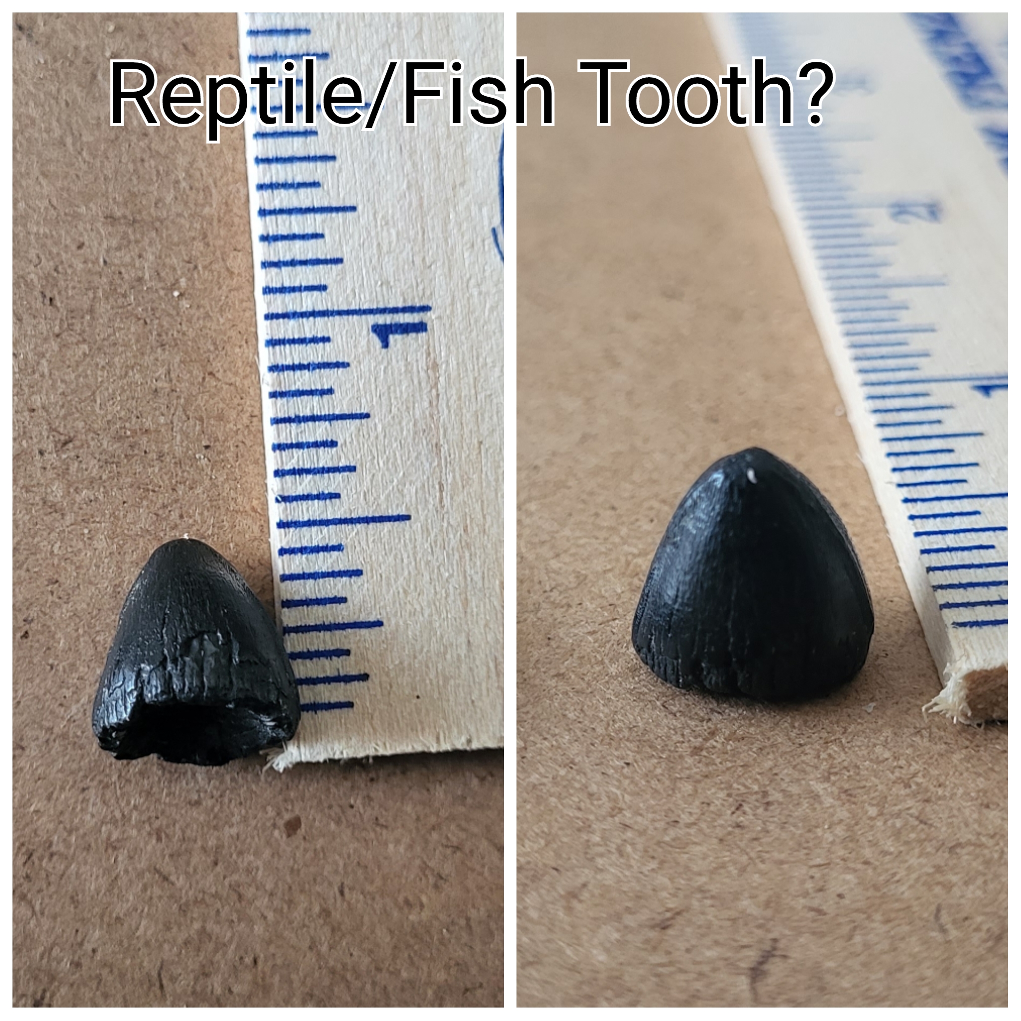 Alligator tooth? - Fossil ID - The Fossil Forum