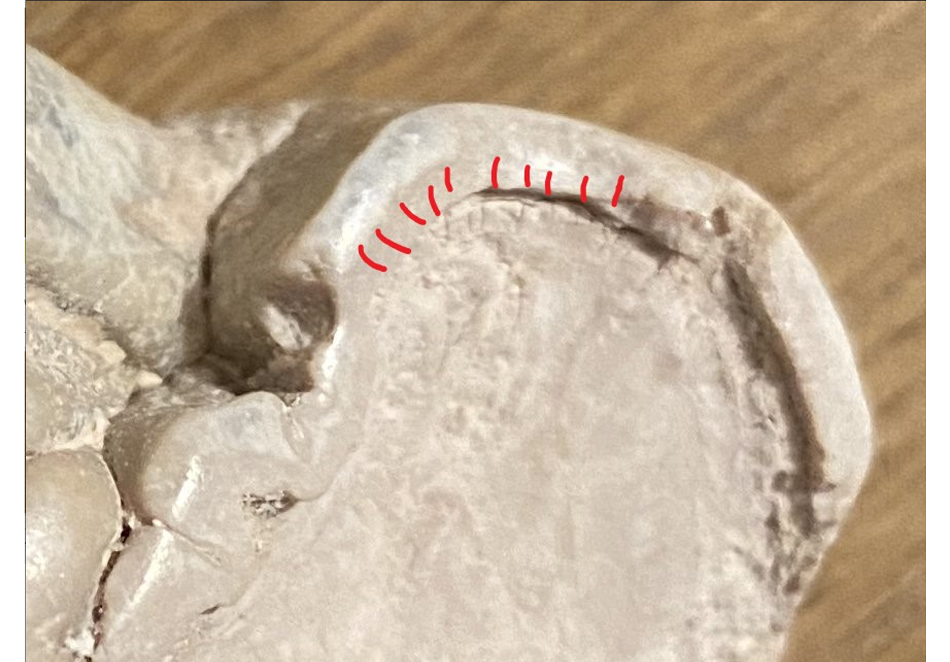 Bone Valley trip - June 17th 2022 - Fossil Hunting Trips - The Fossil Forum