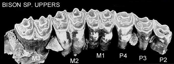 Pleistocene Mammal Tooth - Fossil ID - The Fossil Forum