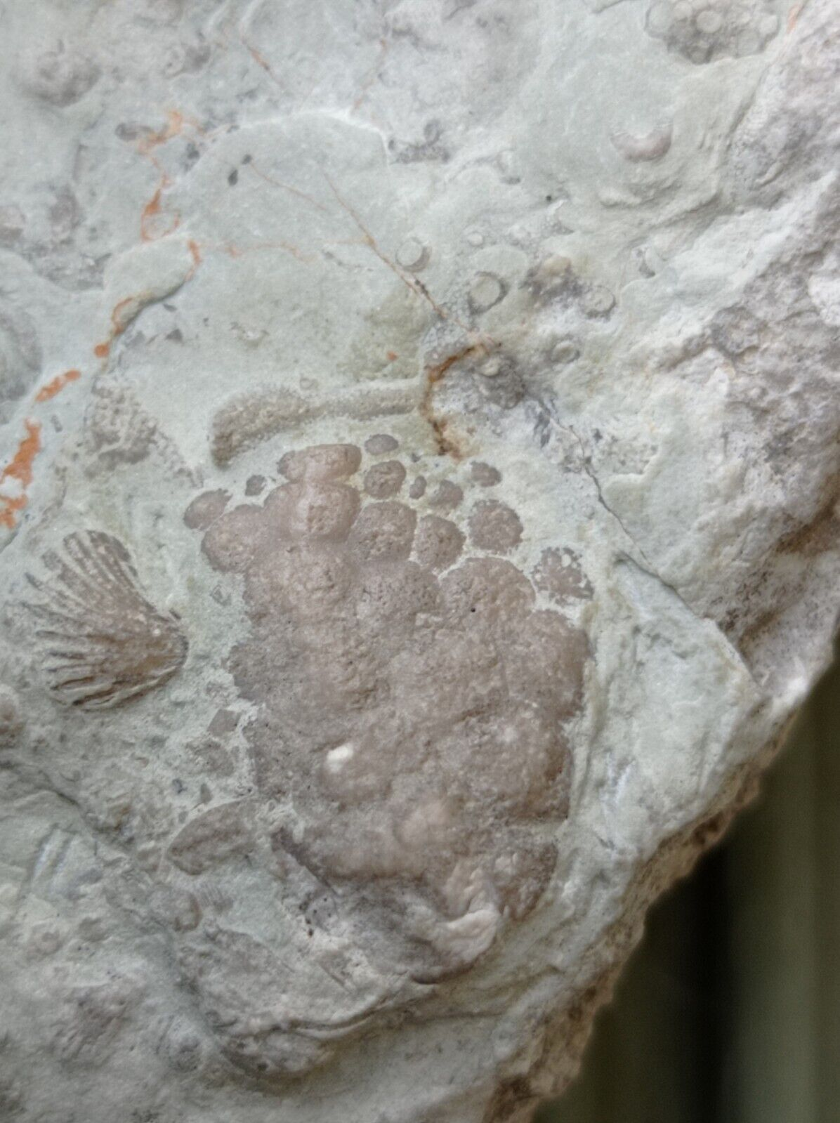 Dudley UK Crinoids ID - Fossil ID - The Fossil Forum
