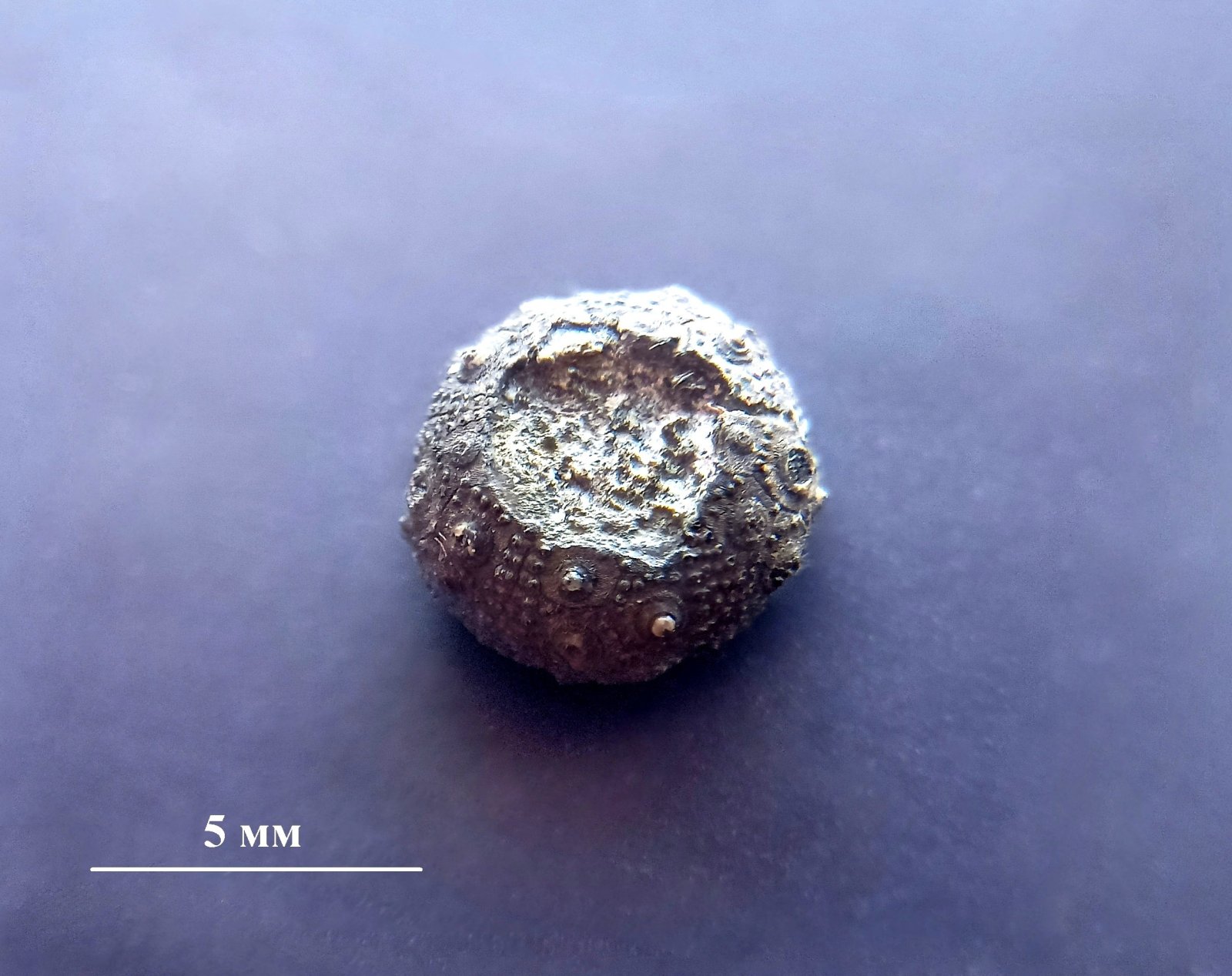 Cidaroid sea urchin - Echinoderms - The Fossil Forum