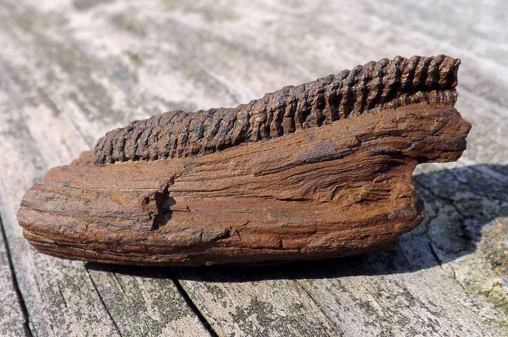 Wood, or...? - Fossil ID - The Fossil Forum