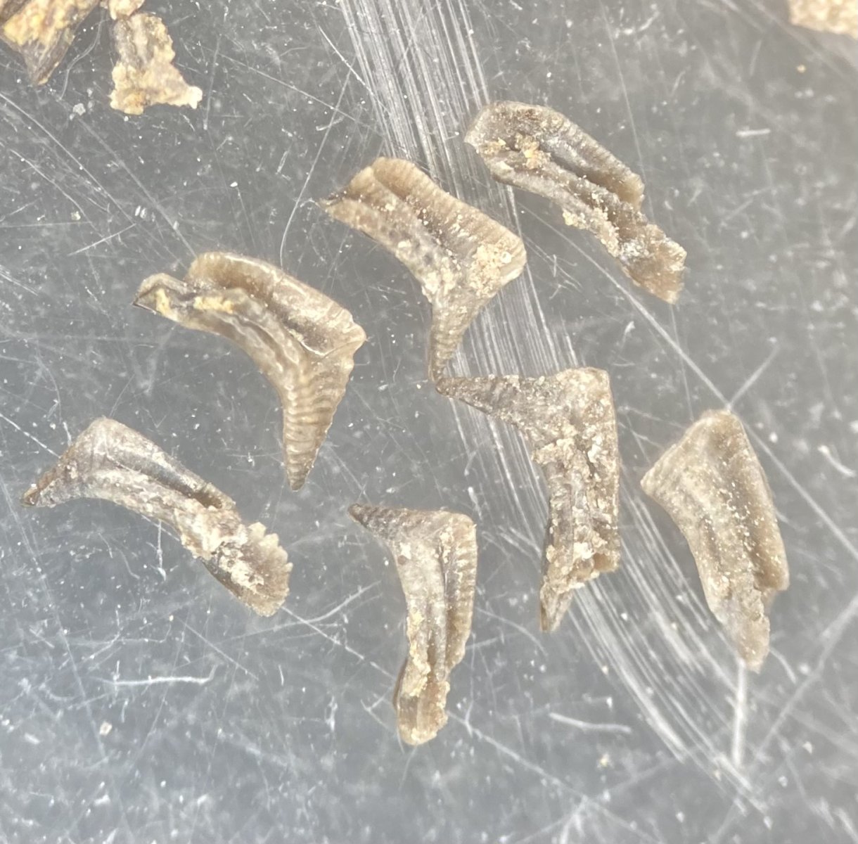 Polygnathus conodont elements - Member Collections - The Fossil Forum