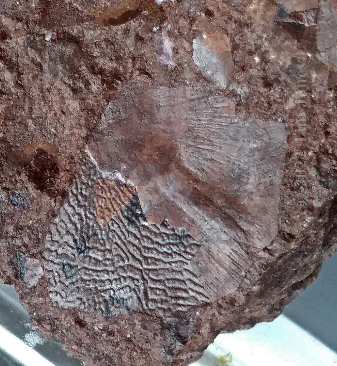 Armored fish bone plate/scale - Member Collections - The Fossil Forum
