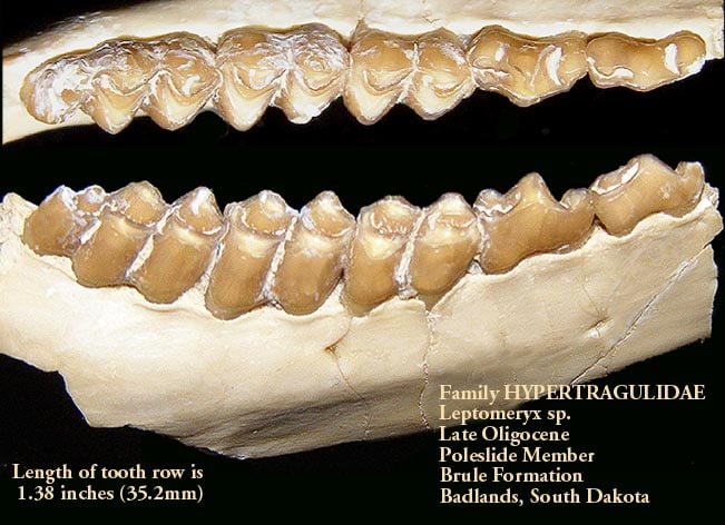 Oligocene-Era Mammalian Tooth ID Help? - Fossil ID - The Fossil Forum
