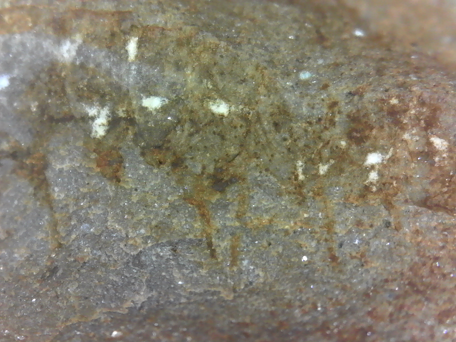 Mazon Creek Arthropod ID - Fossil ID - The Fossil Forum