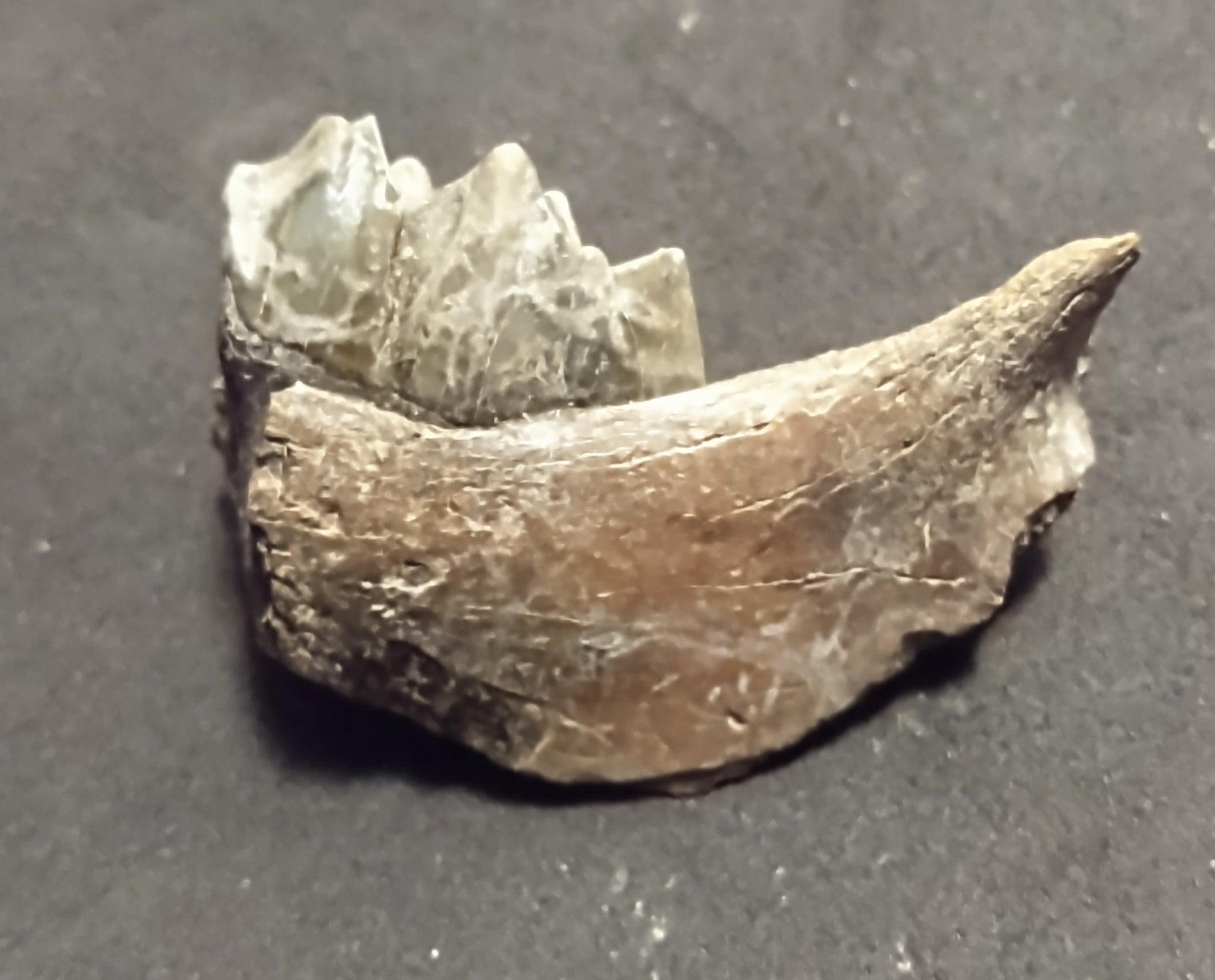 Camelid molar? - Fossil ID - The Fossil Forum