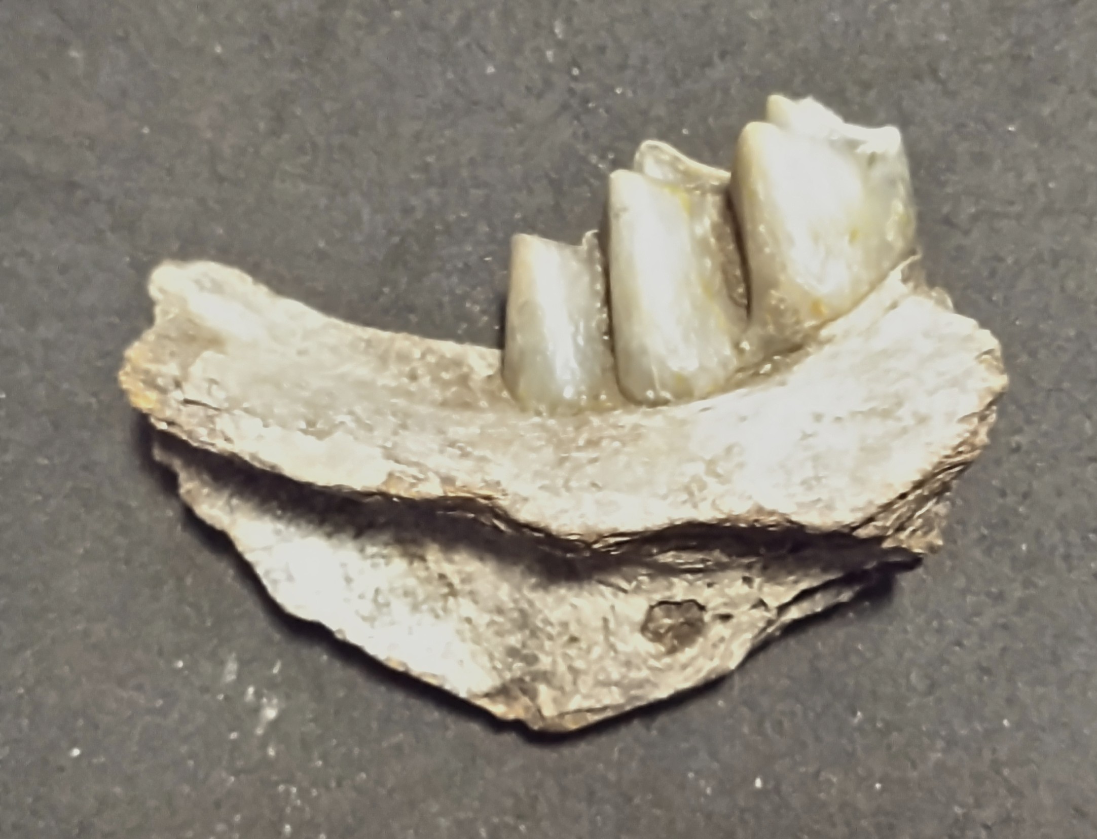 Camelid molar? - Fossil ID - The Fossil Forum