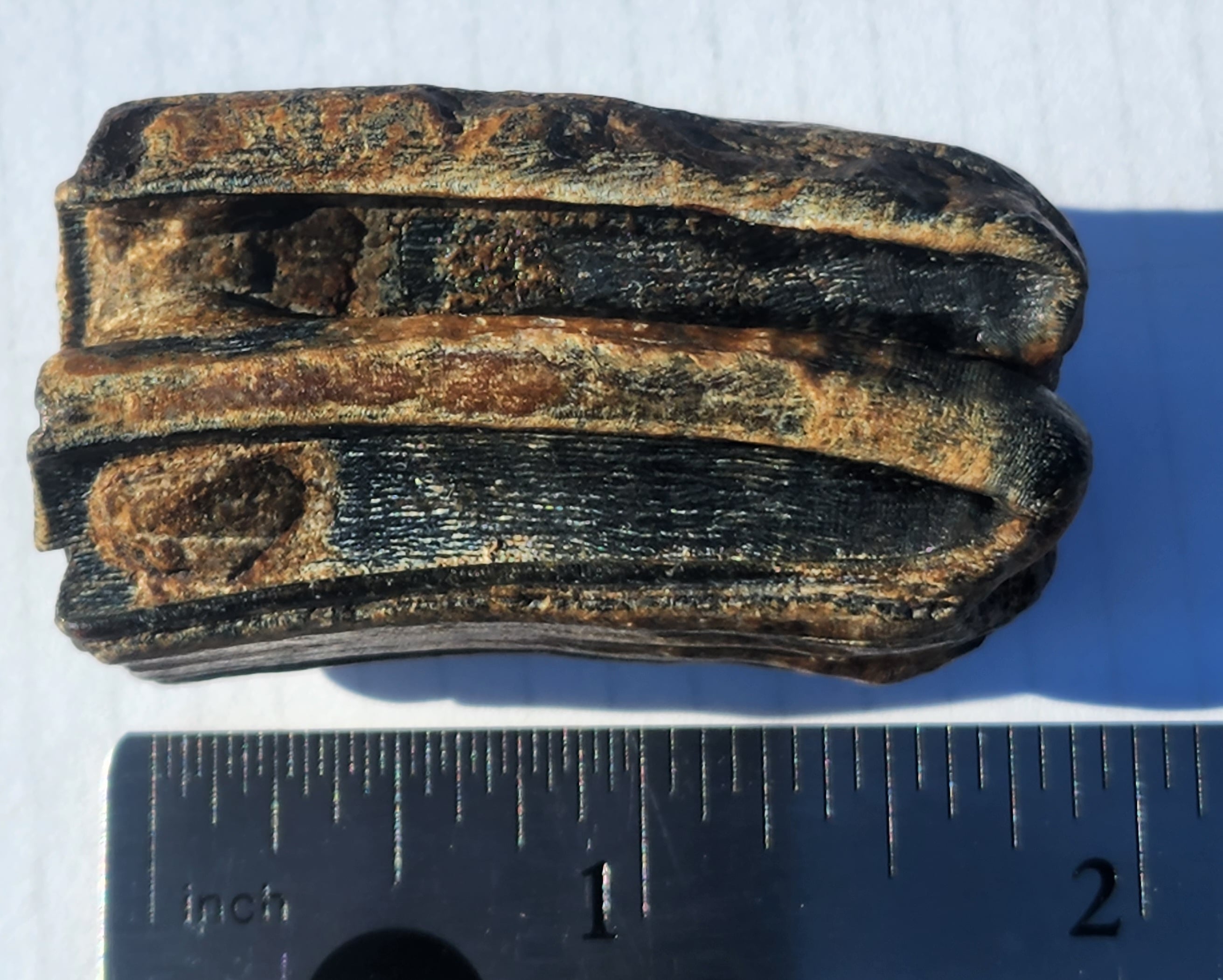 Equus upper cheek tooth? - Fossil ID - The Fossil Forum
