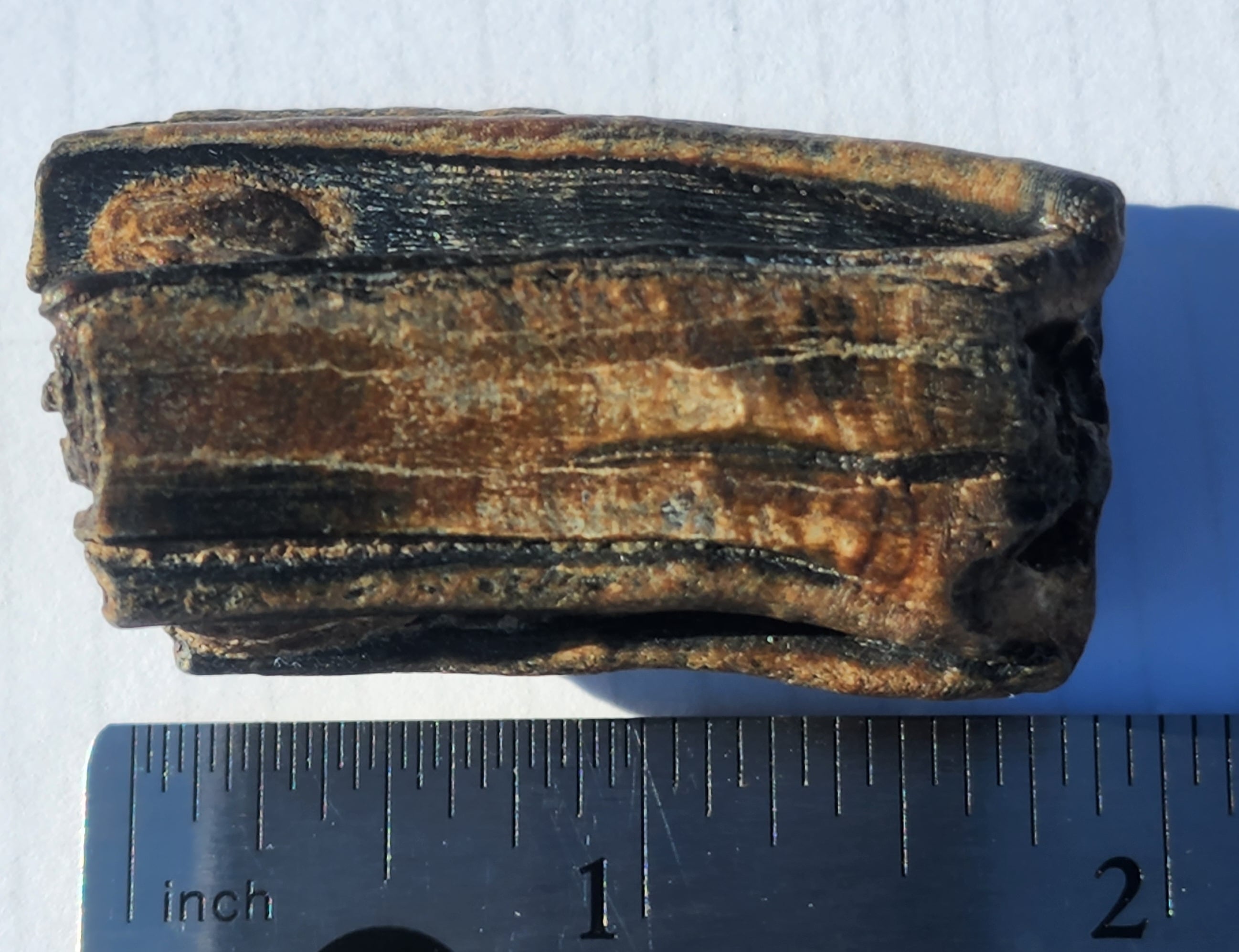 Equus upper cheek tooth? - Fossil ID - The Fossil Forum