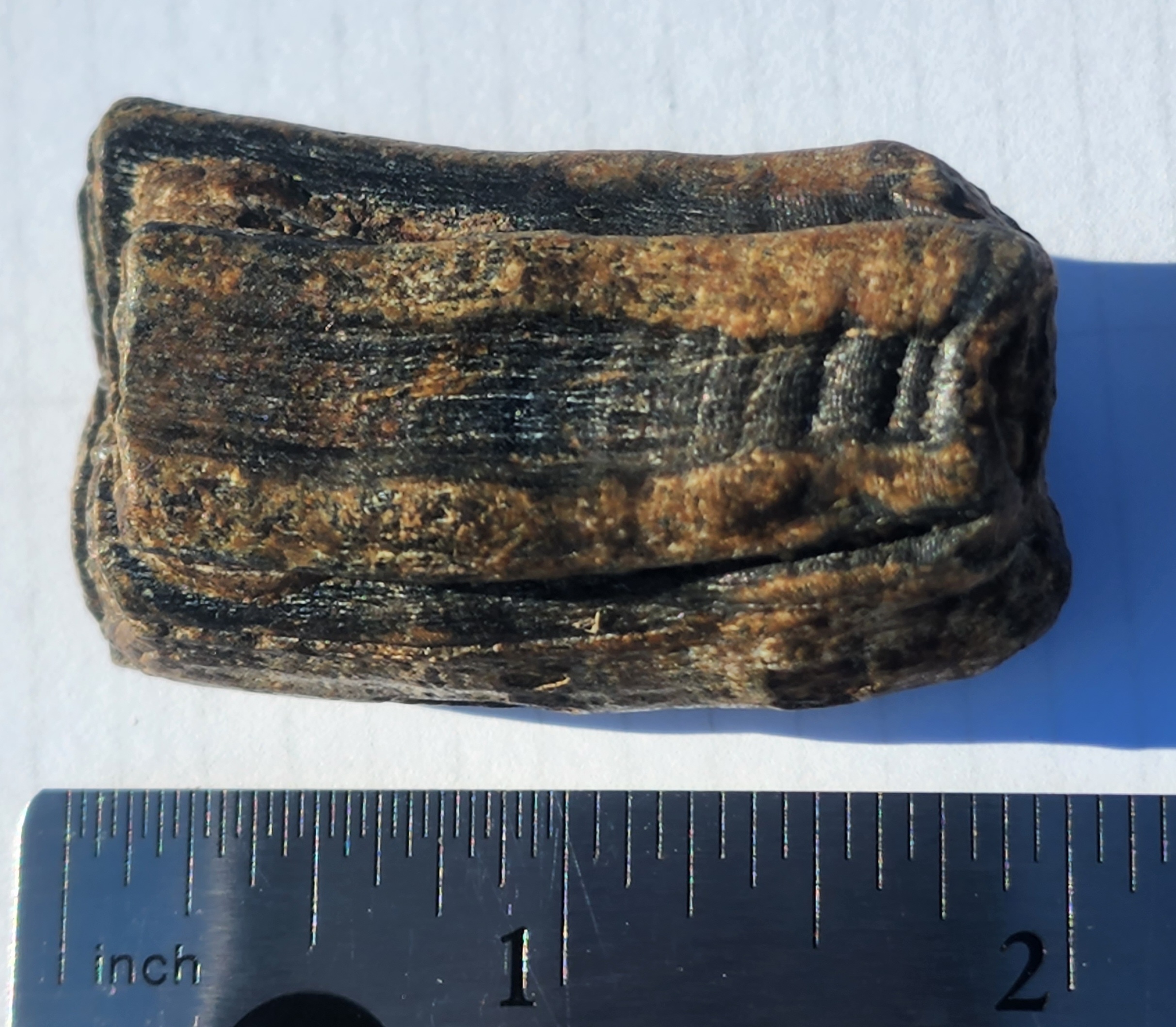 Equus upper cheek tooth? - Fossil ID - The Fossil Forum
