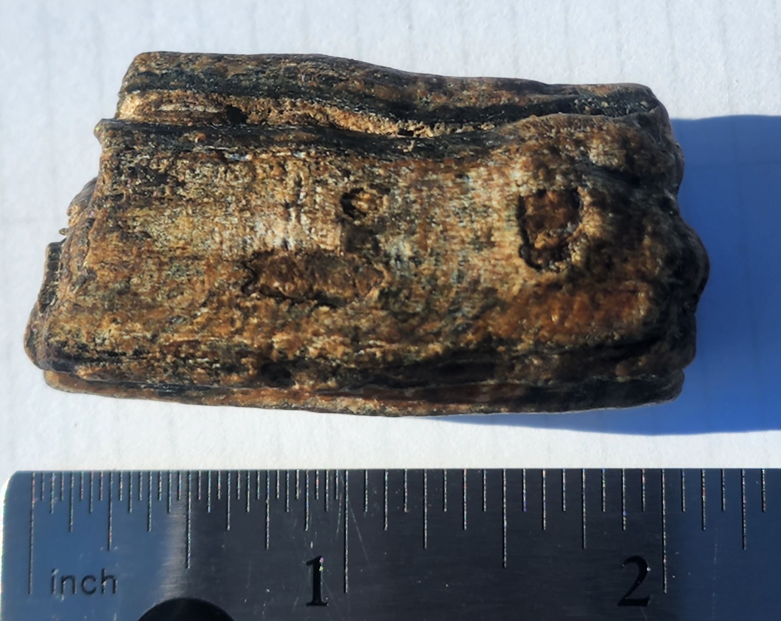Equus upper cheek tooth? - Fossil ID - The Fossil Forum