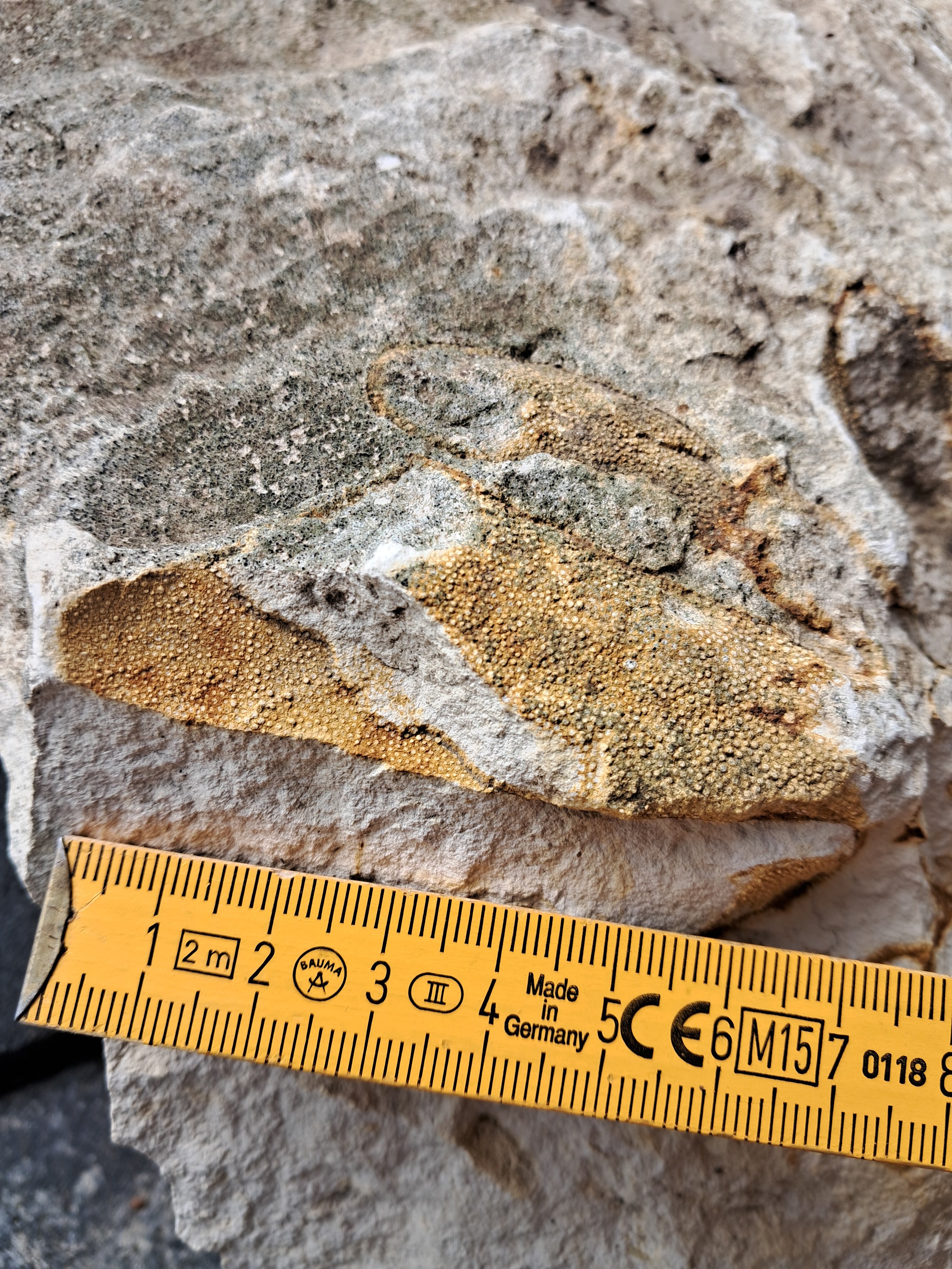 Limestone fossil from eastern Poland - Fossil ID - The Fossil Forum