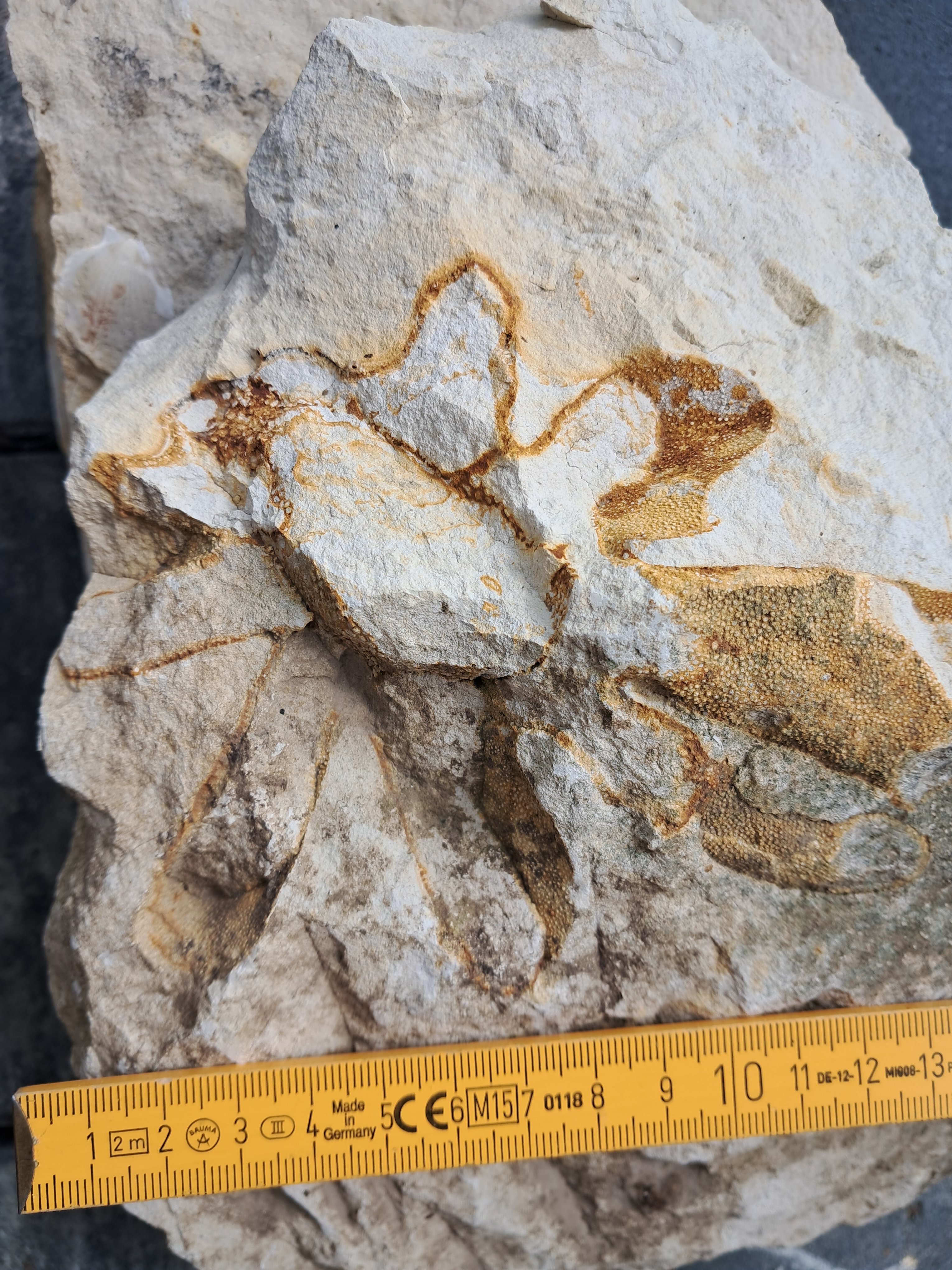 Limestone fossil from eastern Poland - Fossil ID - The Fossil Forum