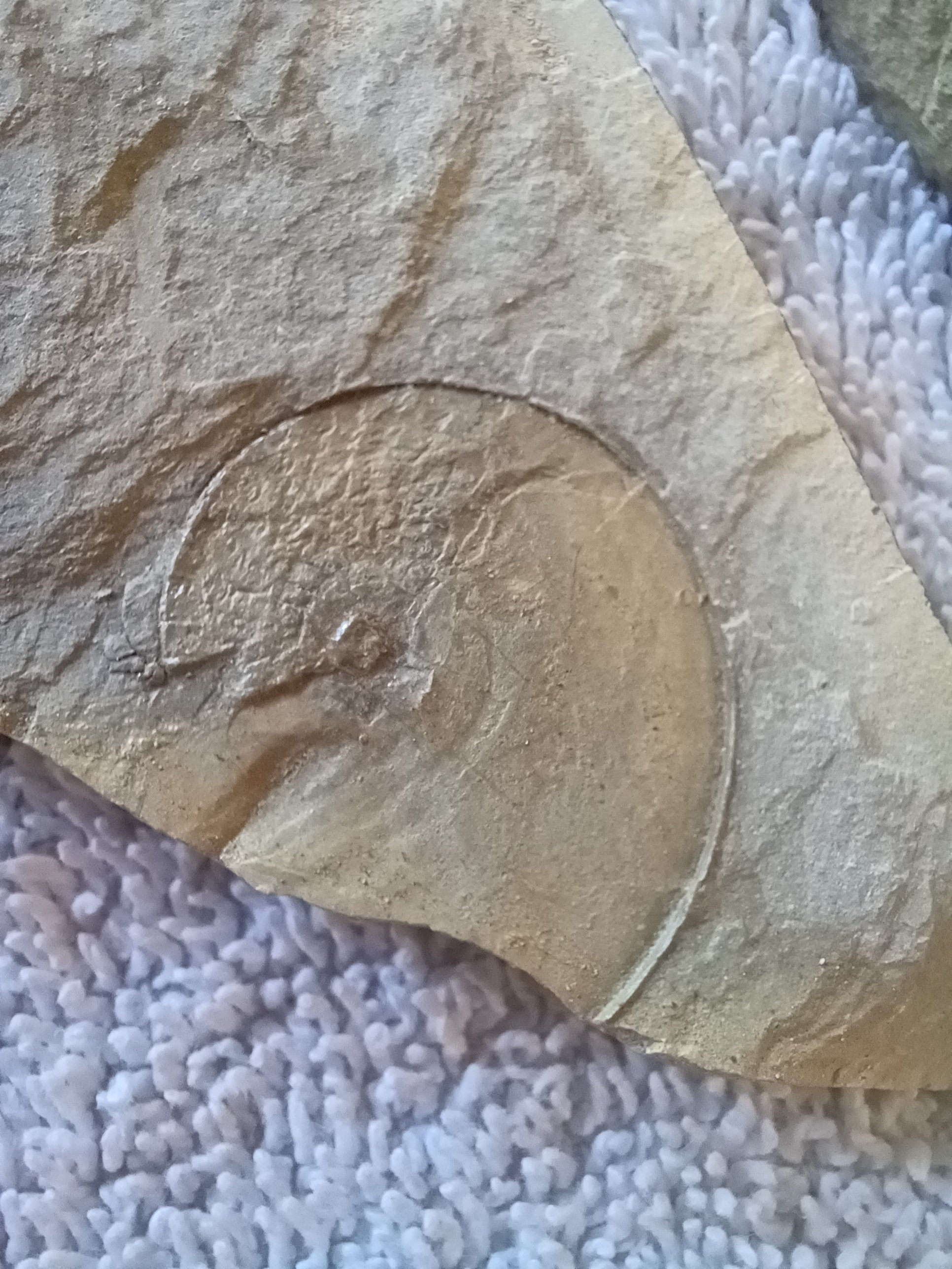 Hunting the Stratford Hills Shale - Fossil Hunting Trips - The Fossil Forum