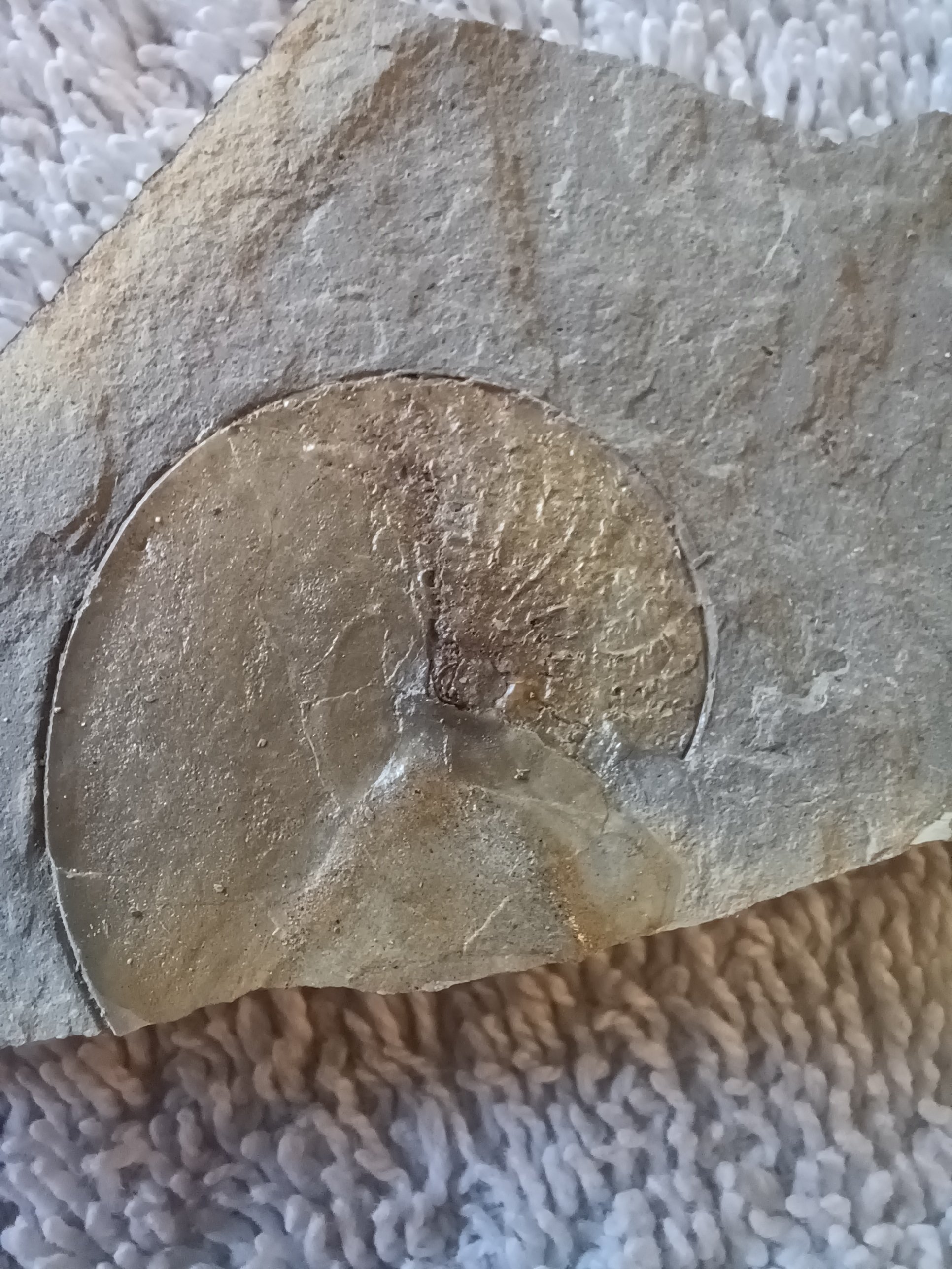Hunting the Stratford Hills Shale - Fossil Hunting Trips - The Fossil Forum