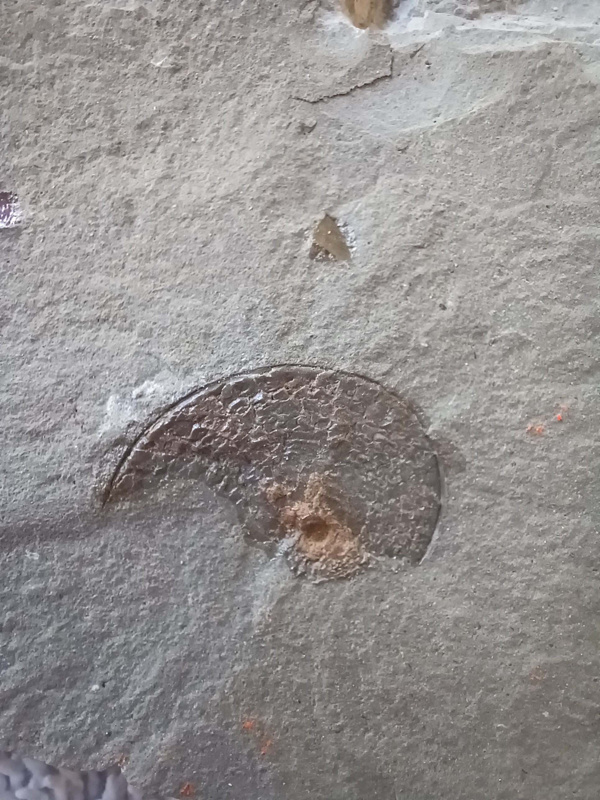 Hunting the Stratford Hills Shale - Fossil Hunting Trips - The Fossil Forum