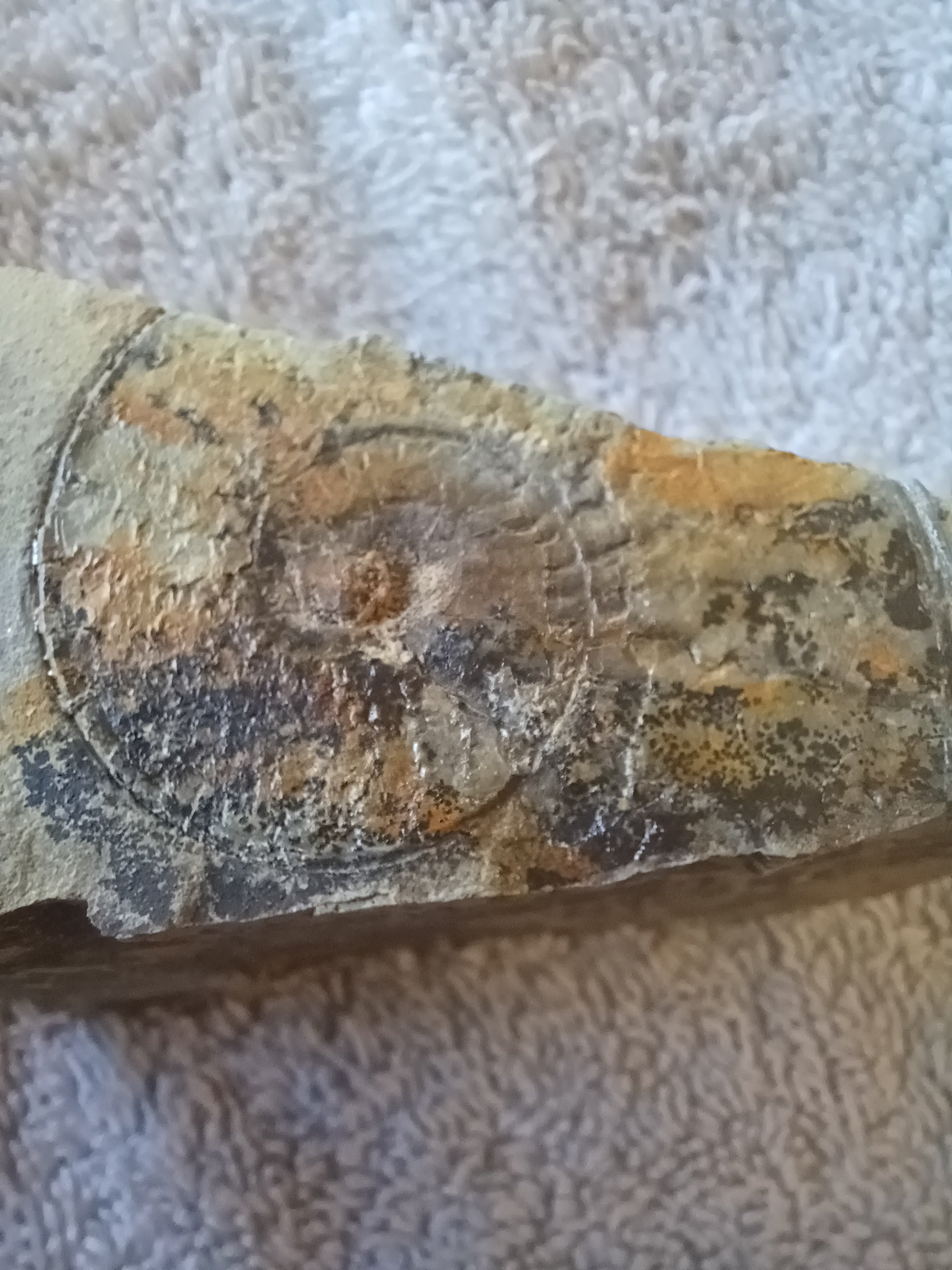 Hunting the Stratford Hills Shale - Fossil Hunting Trips - The Fossil Forum