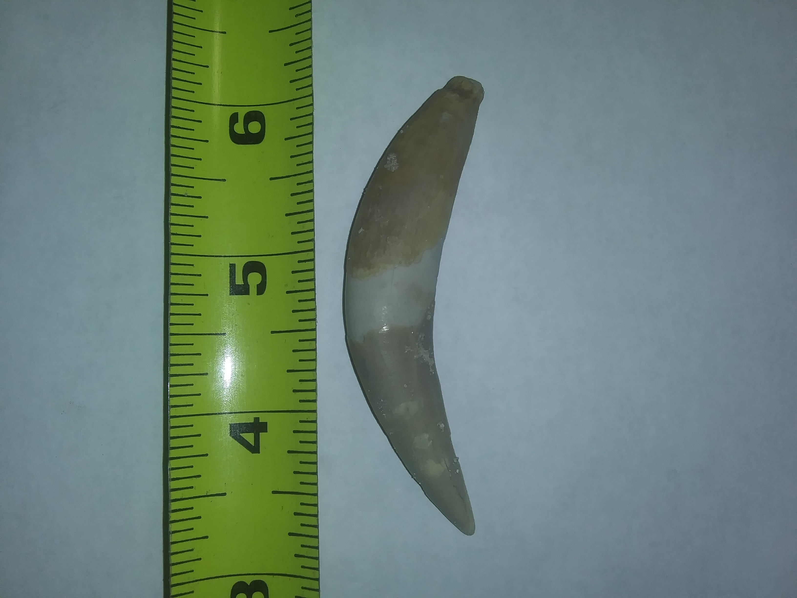 Bone Valley canine id - Fossil ID - The Fossil Forum