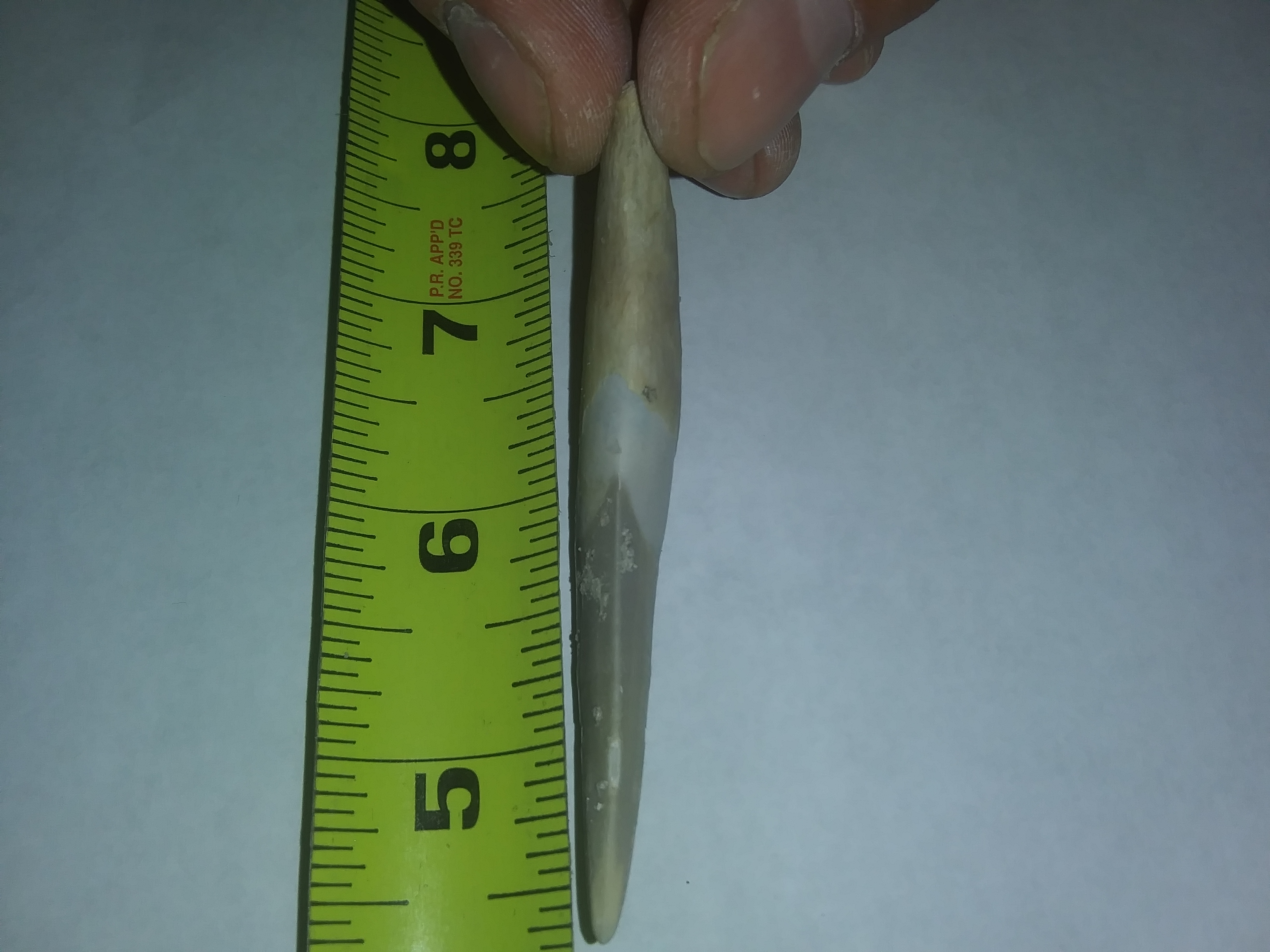Bone Valley canine id - Fossil ID - The Fossil Forum
