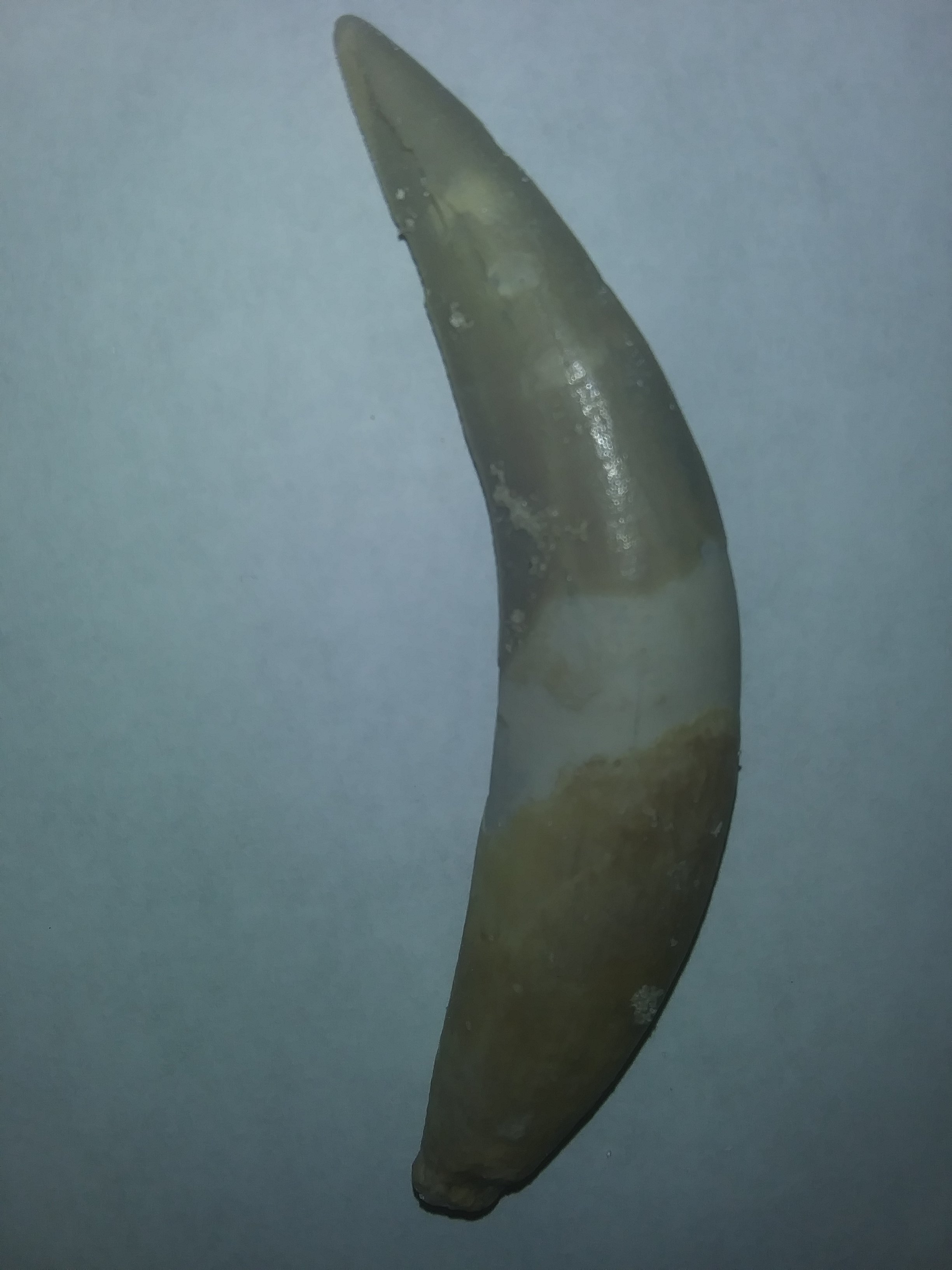 Bone Valley canine id - Fossil ID - The Fossil Forum